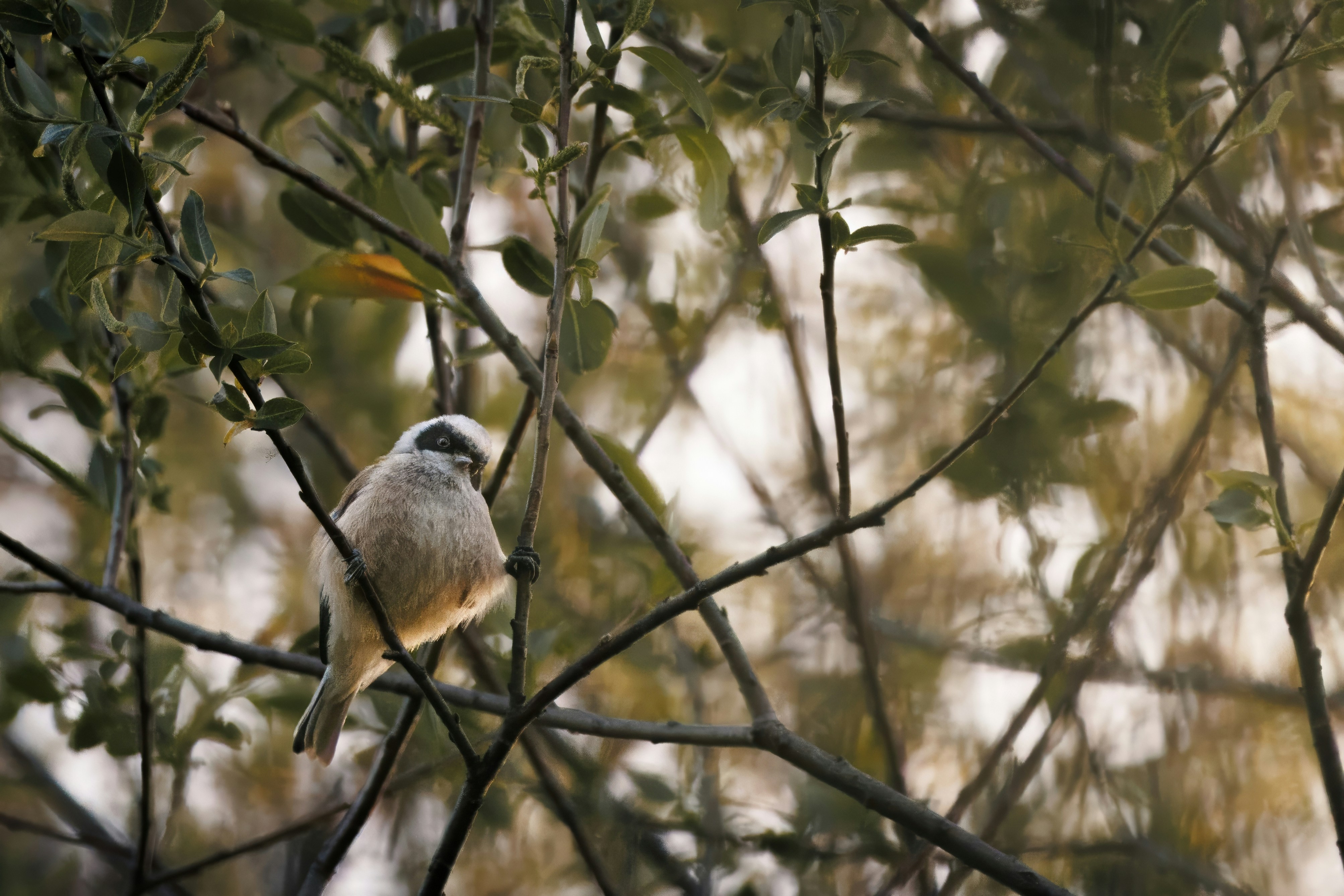Branch-Side Vigil: a Tiny Songbird in Sunlit Silence