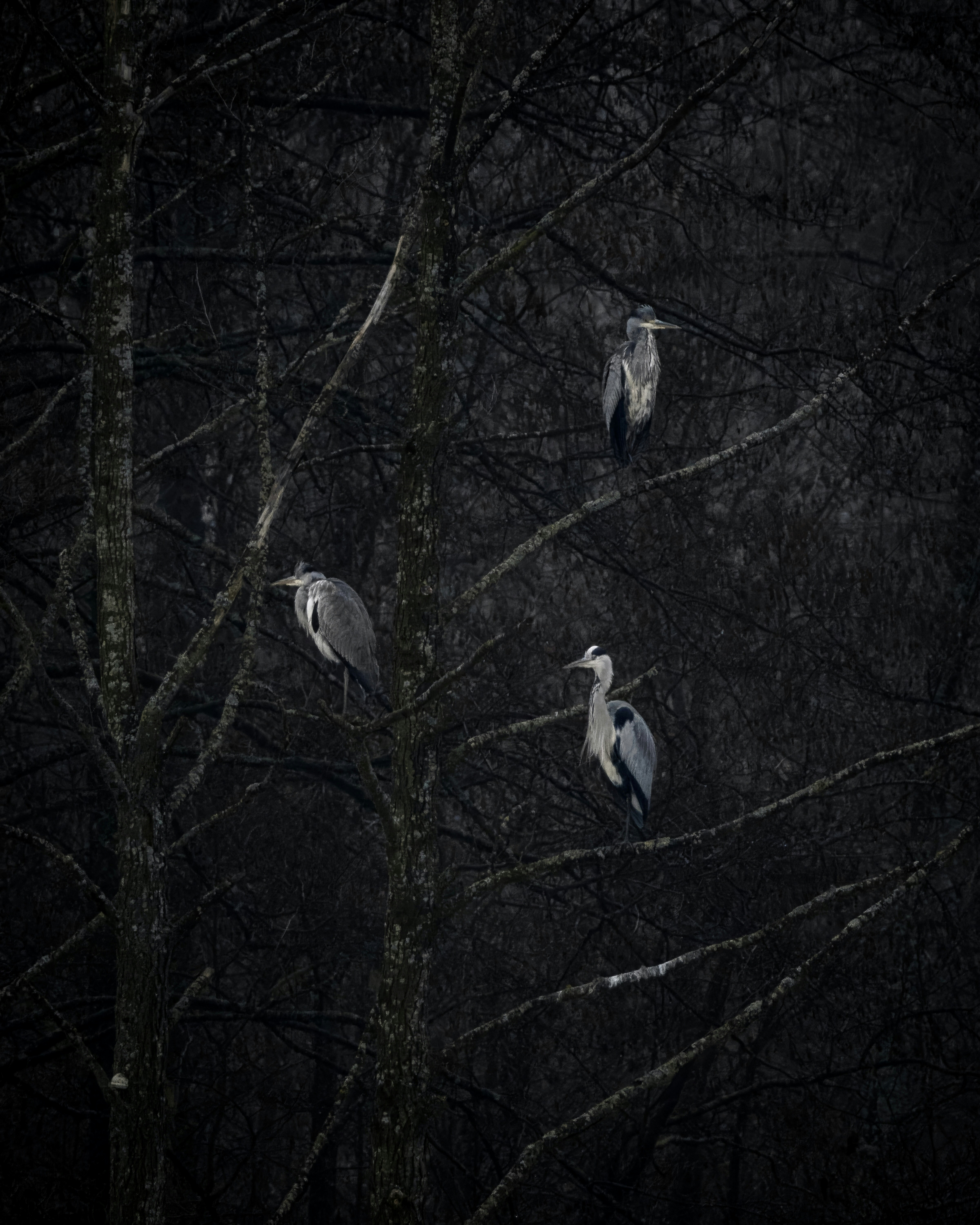 Silent Guardians of the Twilight Woods