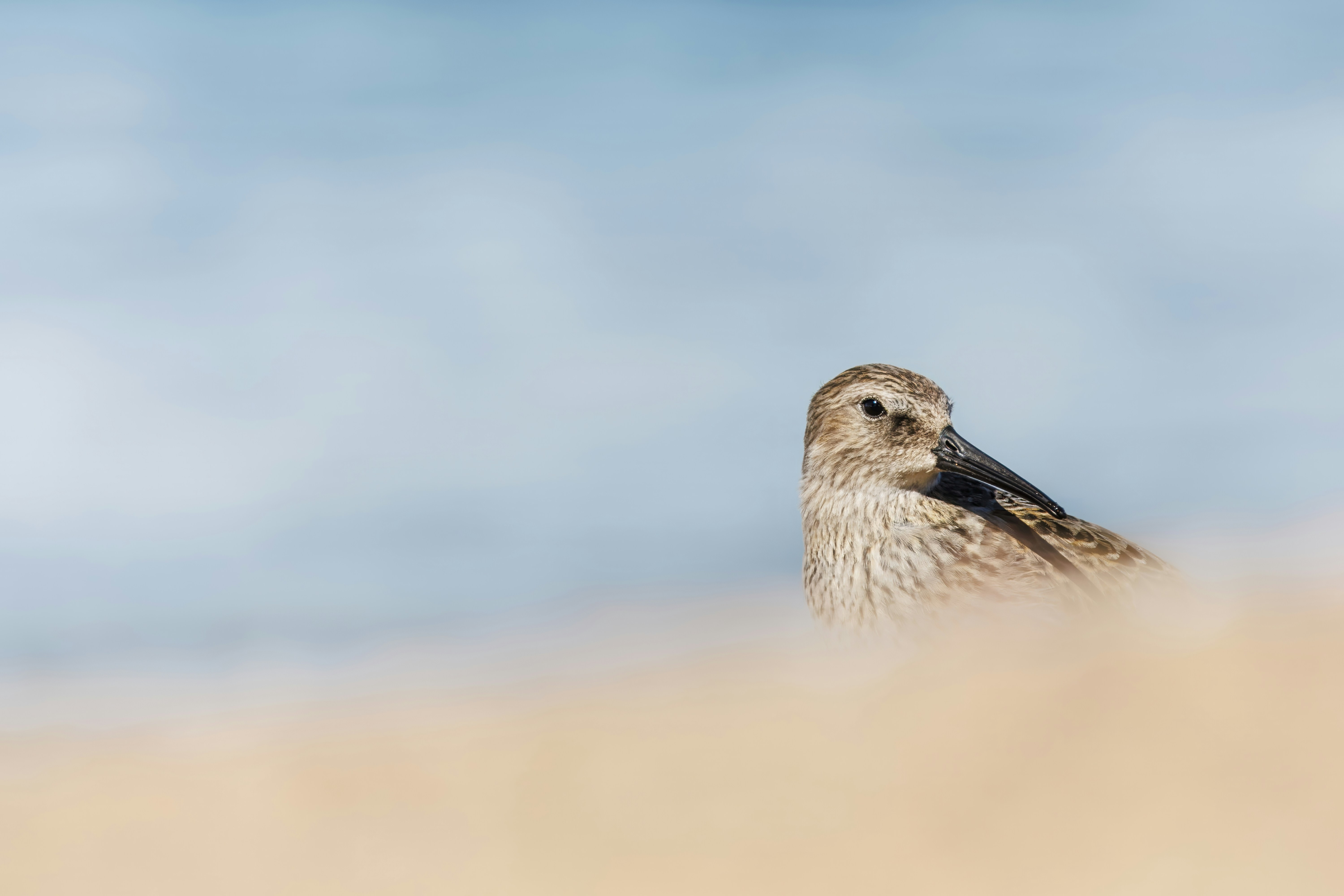 Hiddenshore Gaze: A Sandgrained Seabird Pausing at the Waterline