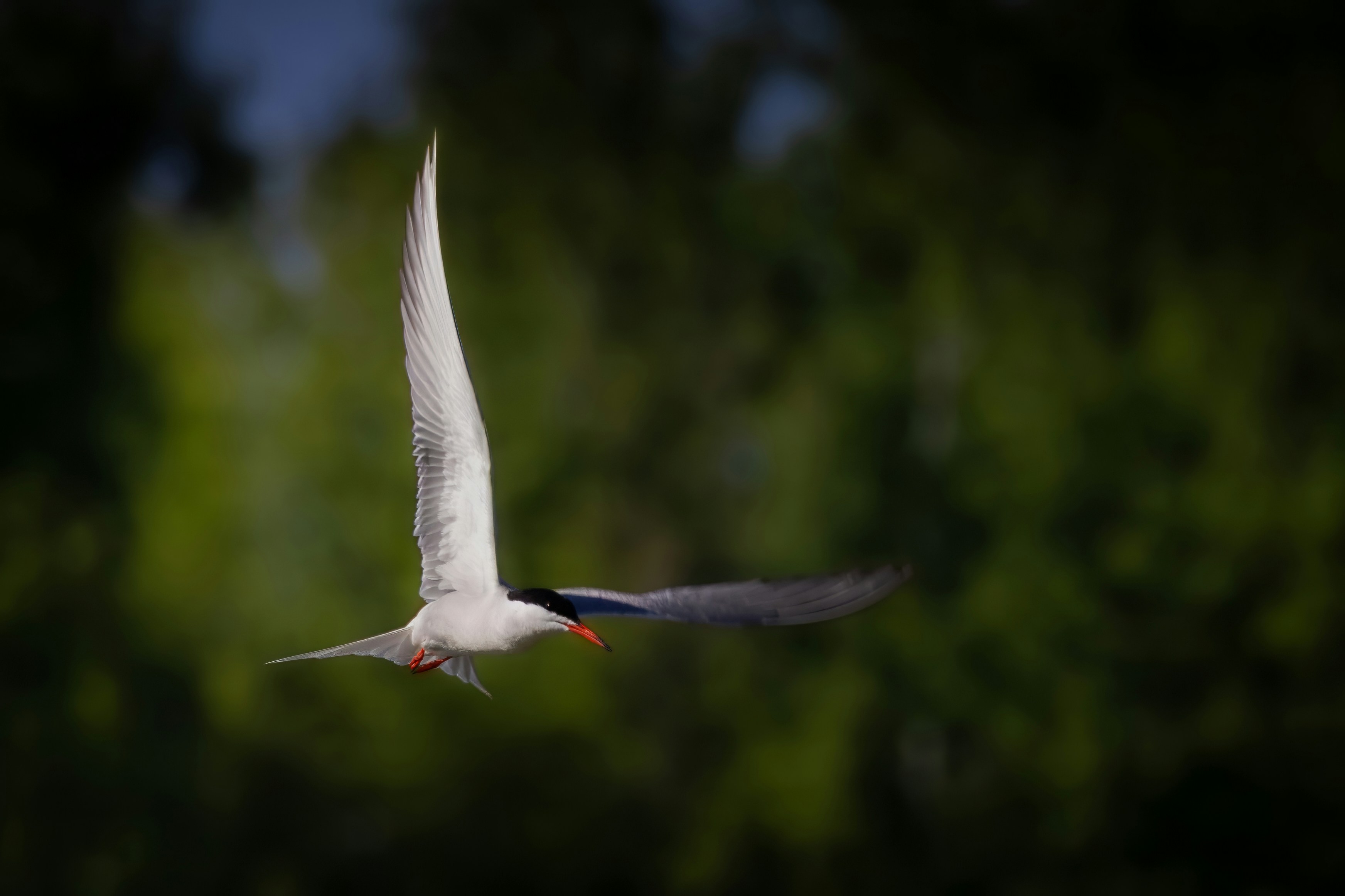 Soaring Elegance: A Tern in Flight