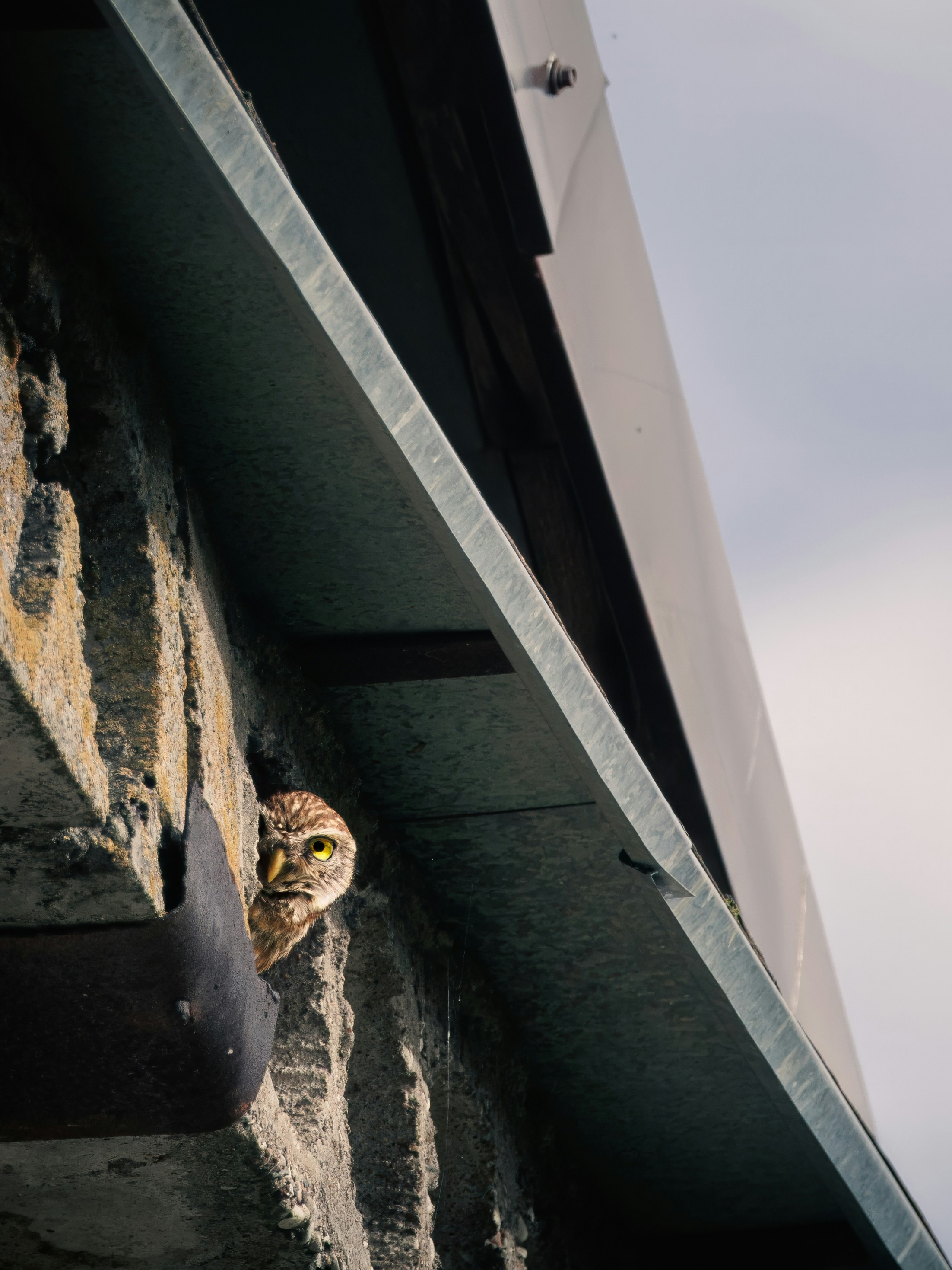 Owl in the Shadows: Gaze from a Stone Nook Beneath the Roof
