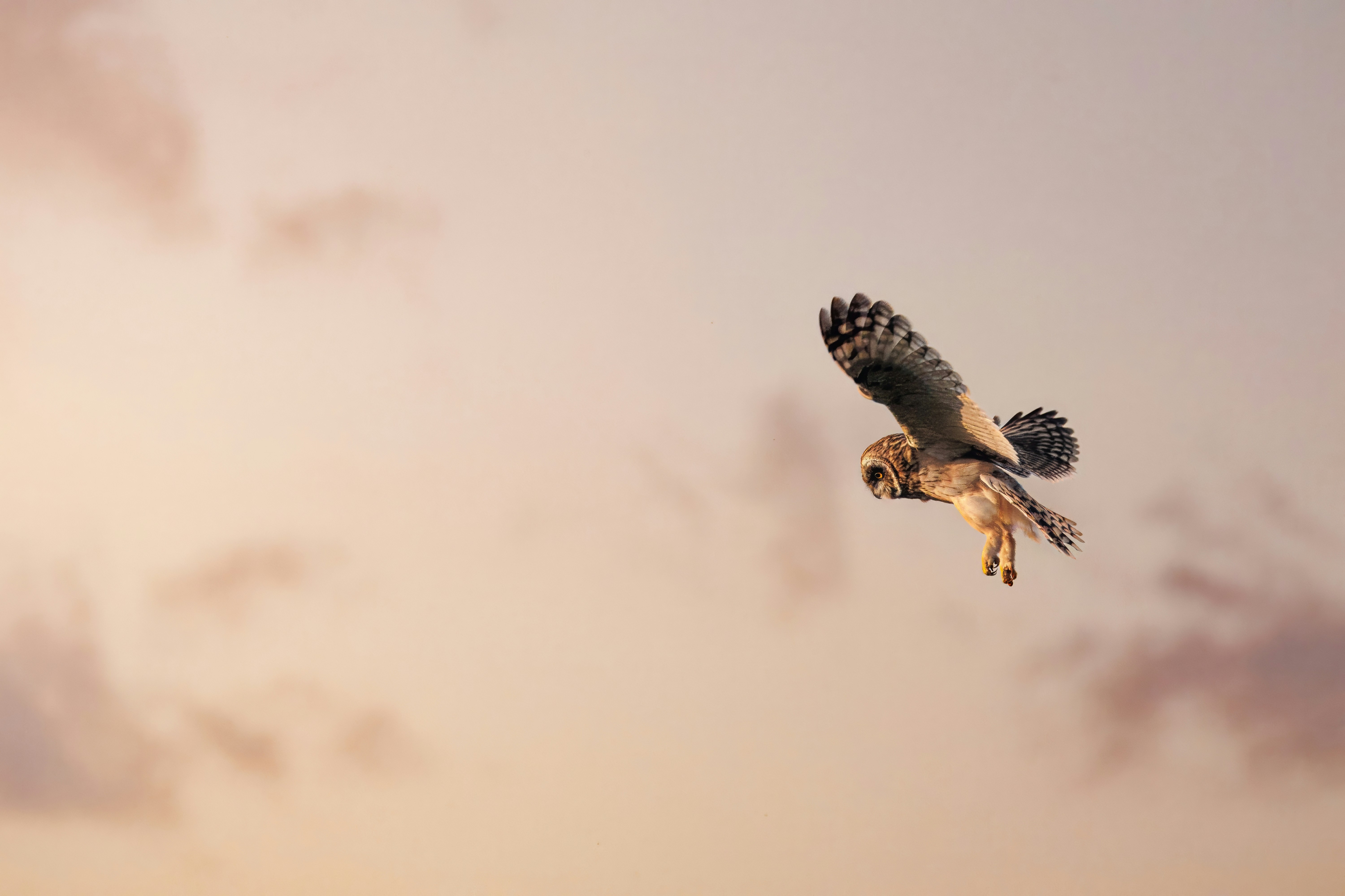 The Silent Hunter in Mid-Flight