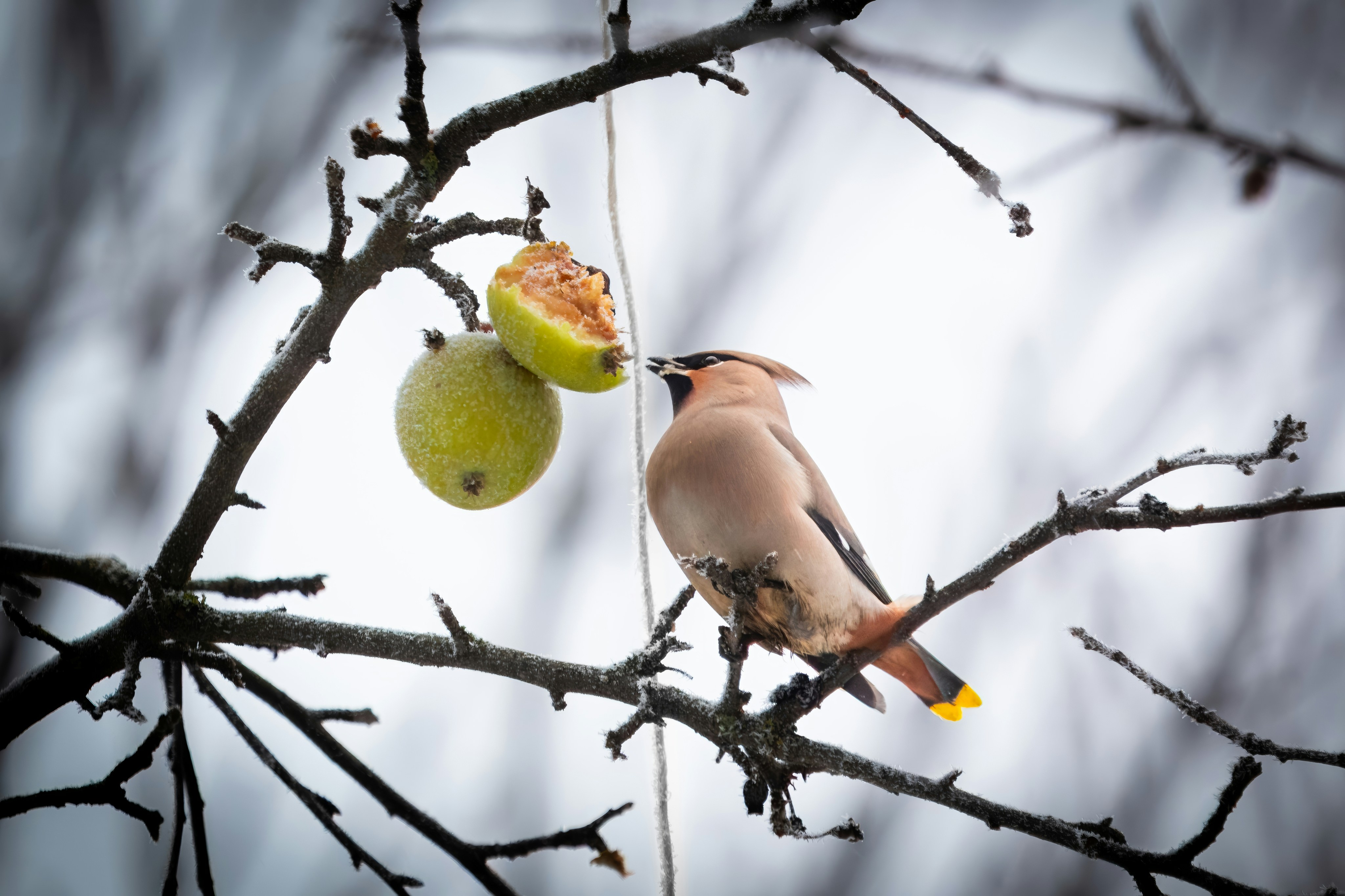 A Winter Feast: The Waxwing's Delight