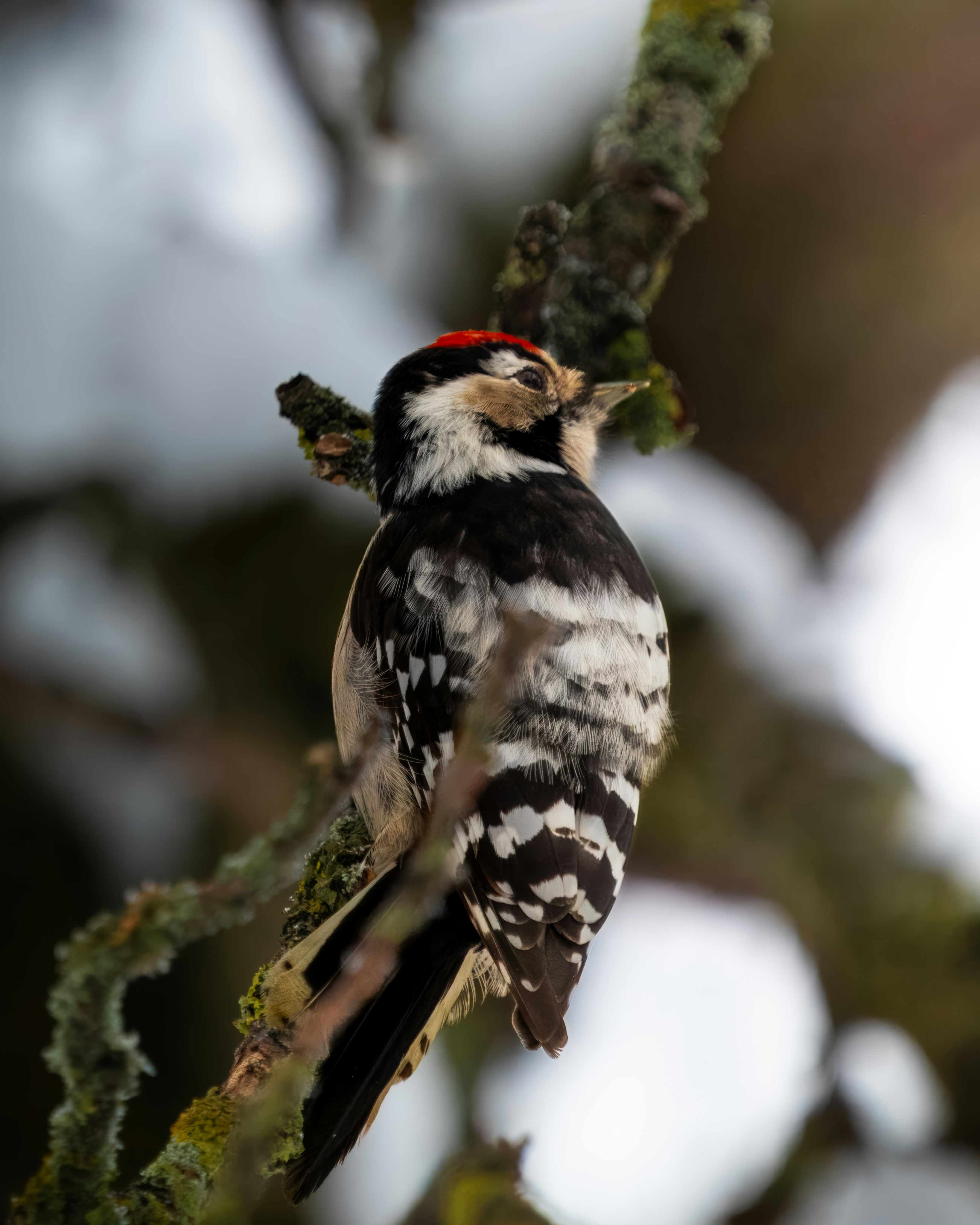 Red Crown in Snow: A Great Spotted Woodpecker Perched on Frosted Branch