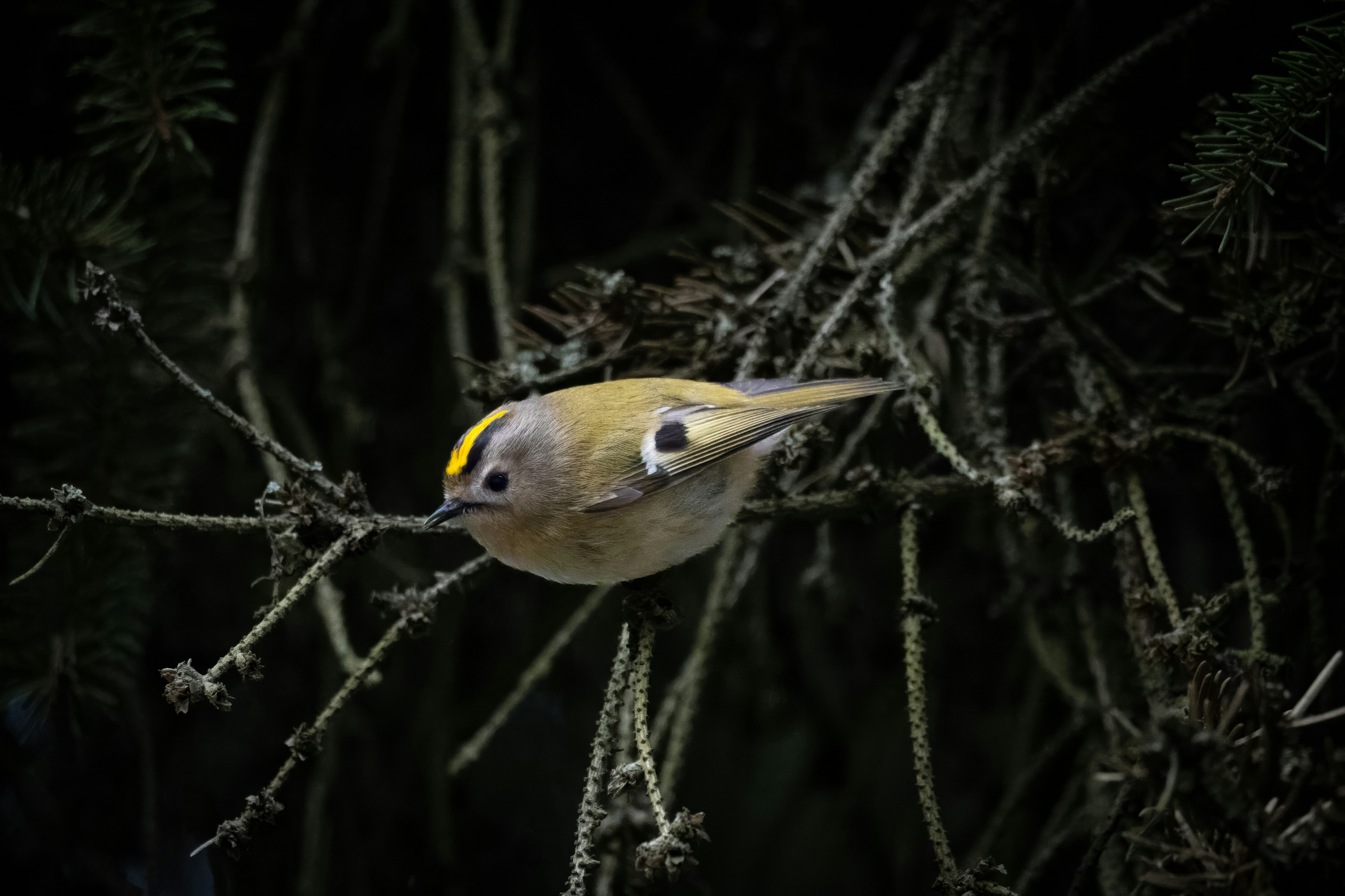Goldcrest perched delicately among dark, tangled branches, showcasing its vibrant yellow crown. The intricate details of the bird's plumage contrast with the muted background.