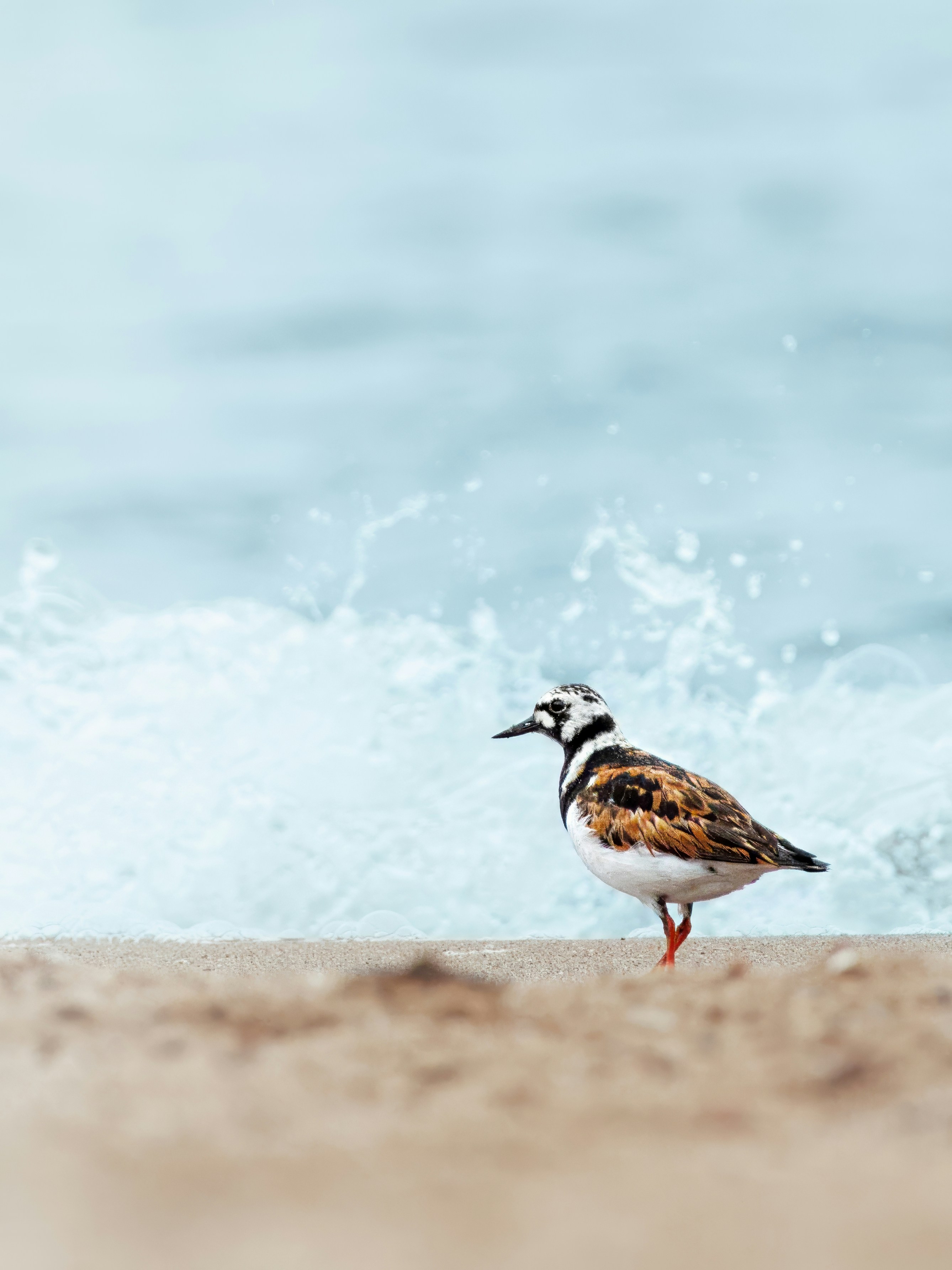 Red-and-White Shorebird at the Edge of Breakers