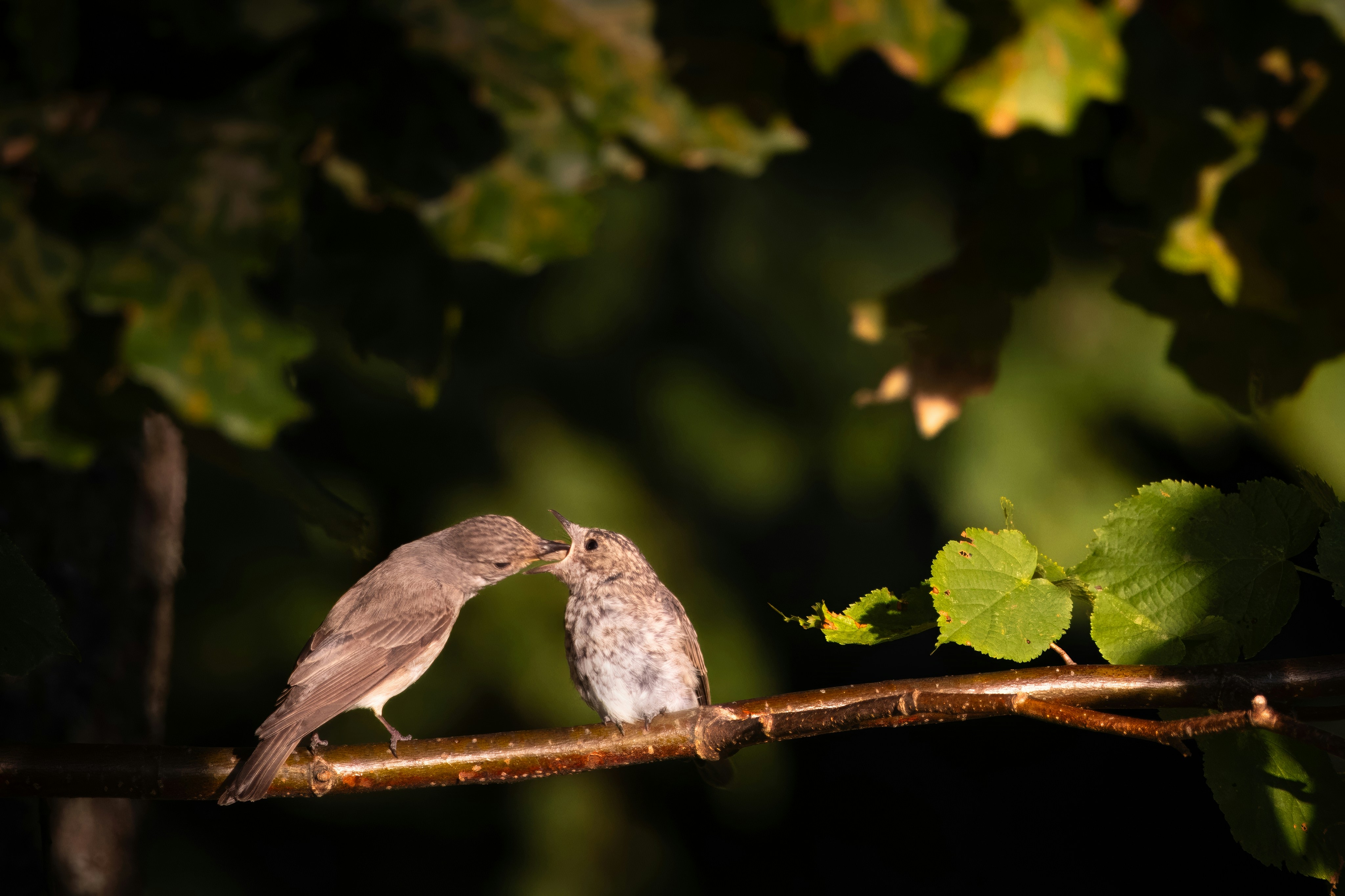 Tender Moments Among the Canopy