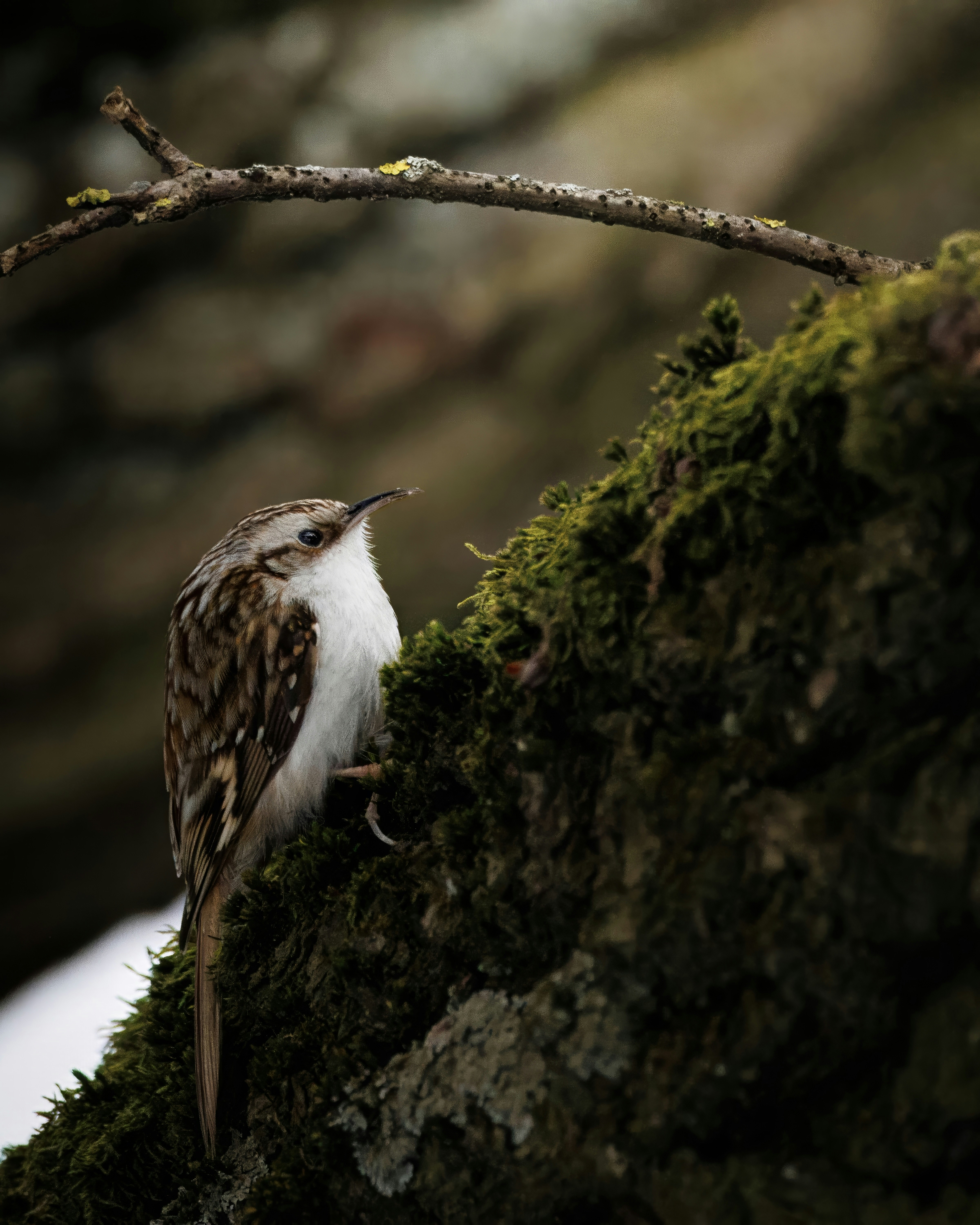 A small bird perched on a mossy tree branch.