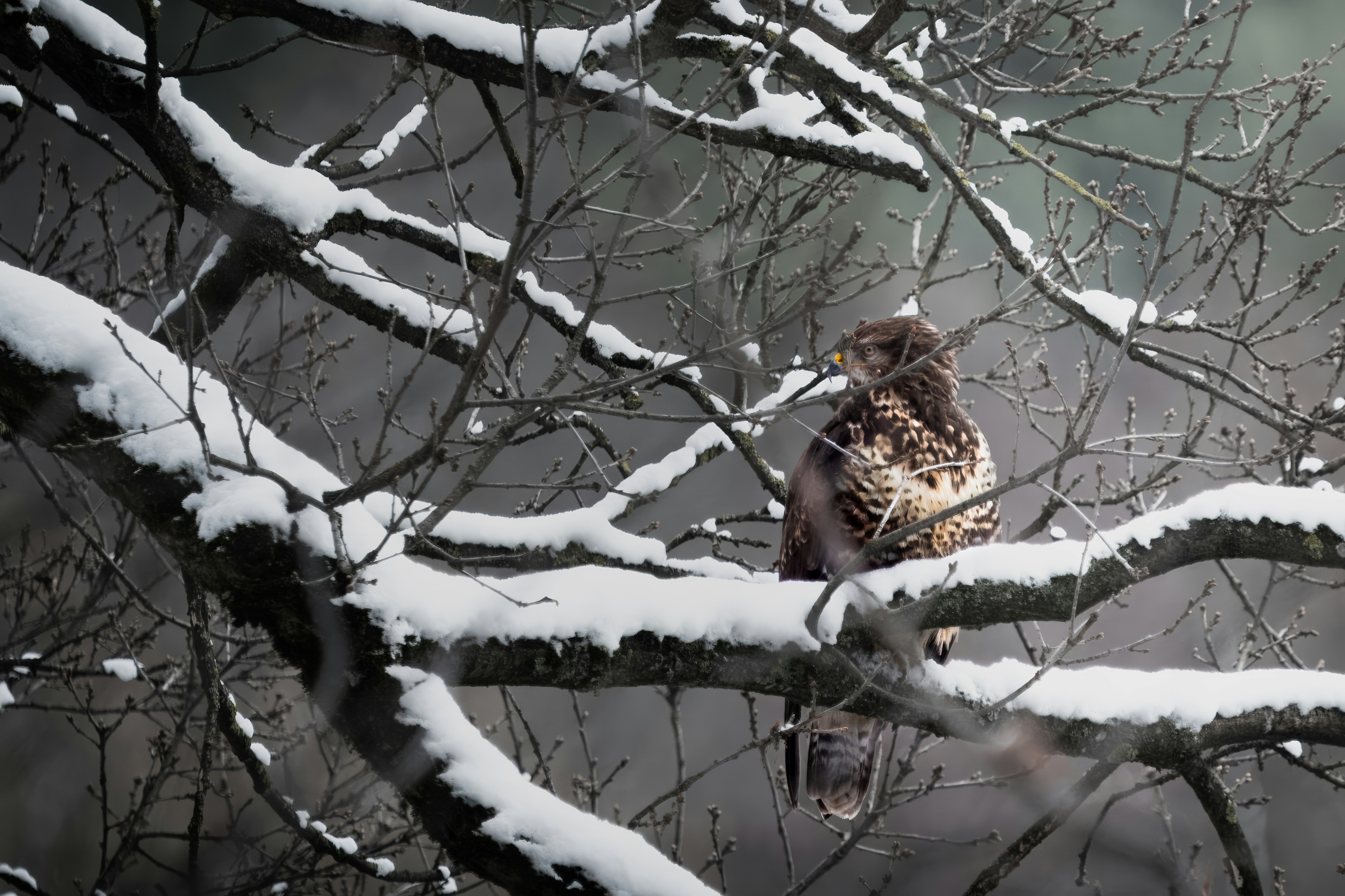 A hawk perched on a snow-laden branch, surrounded by a tranquil winter landscape.