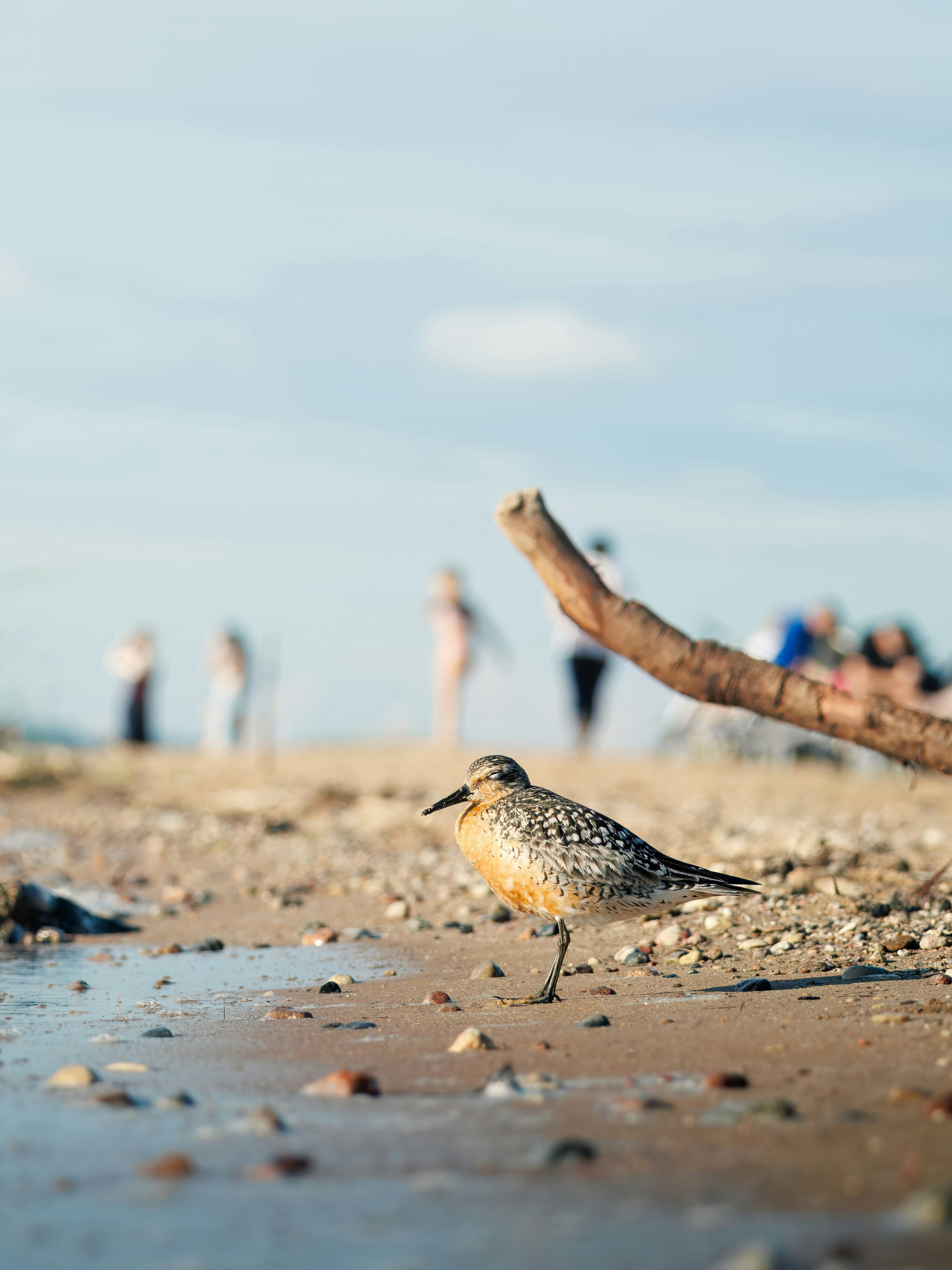 Coastal Wanderer: A Shoreline Encounter