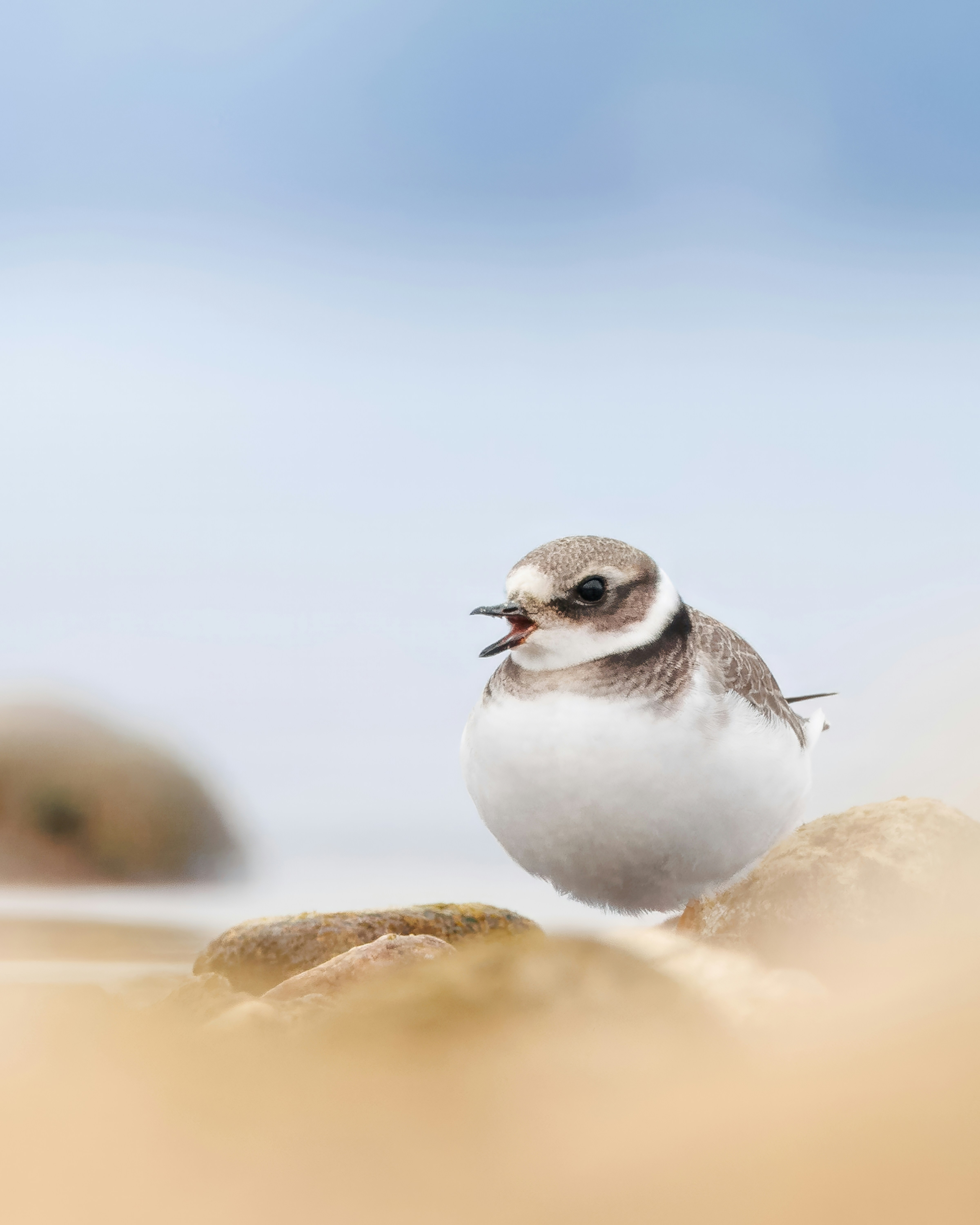 Whispers of the Shoreline: A Coastal Encounter