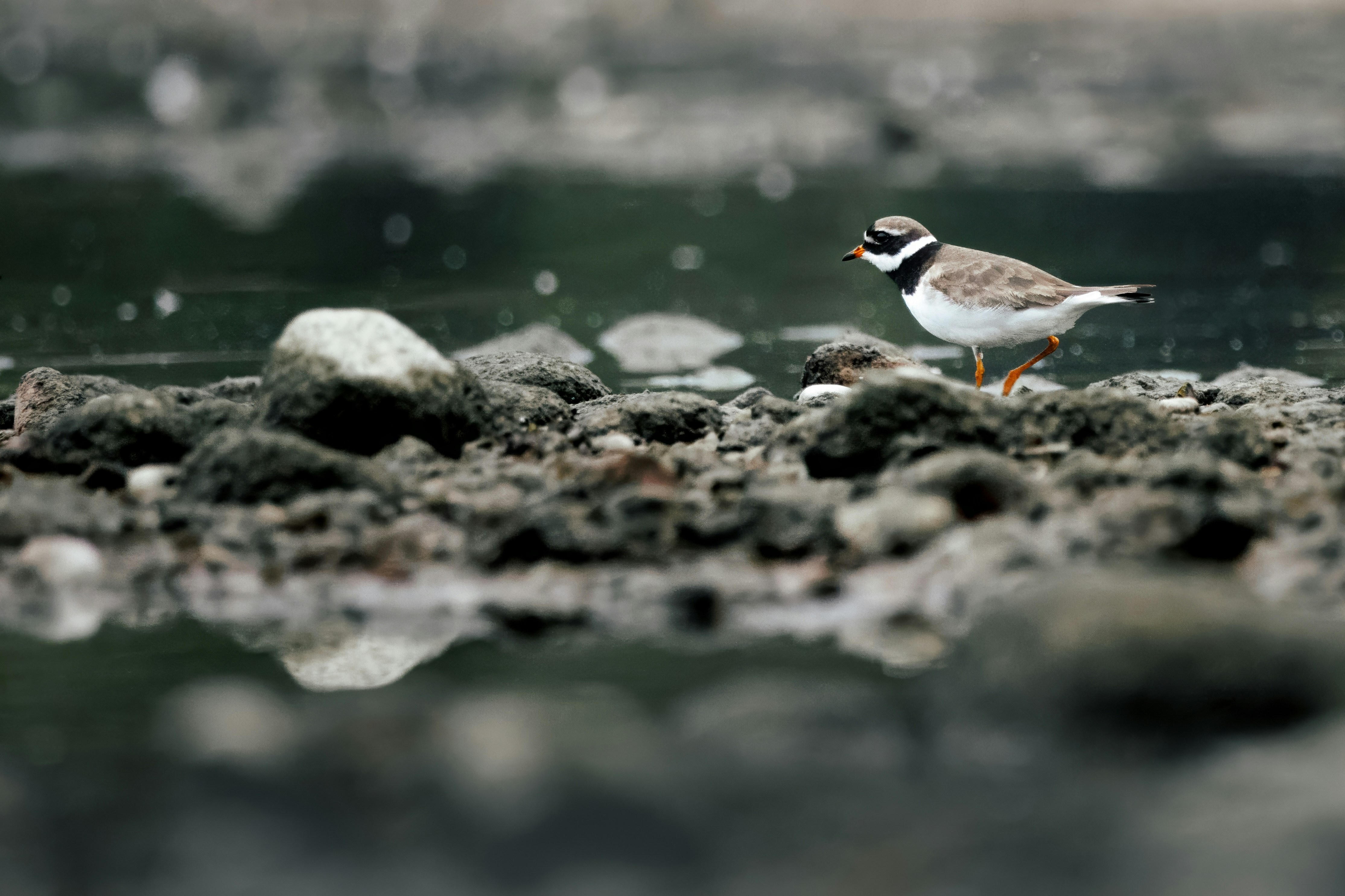 Whispers of the Shoreline: A Little Ringed Plover's Journey