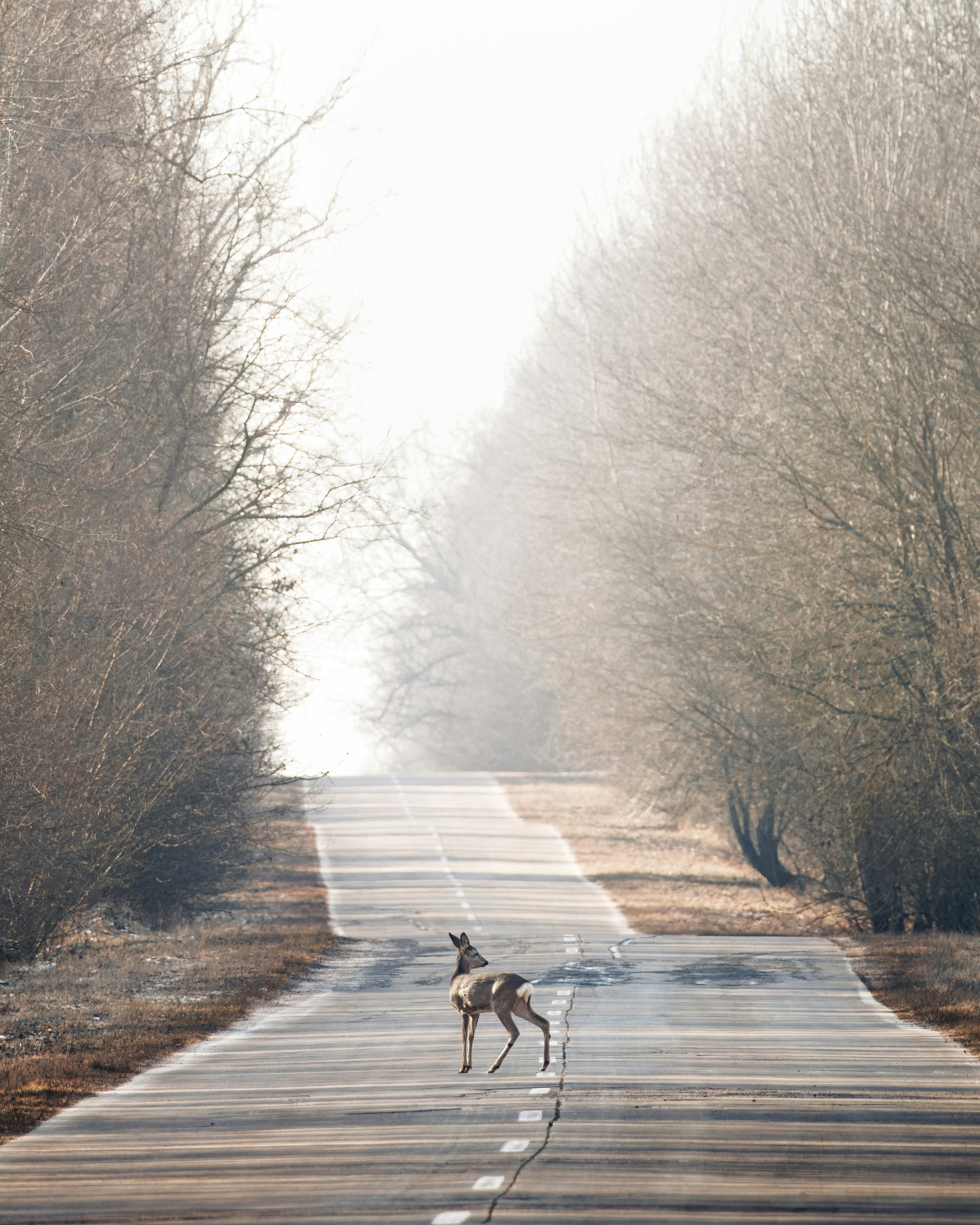 Deer crossing a misty road through bare trees