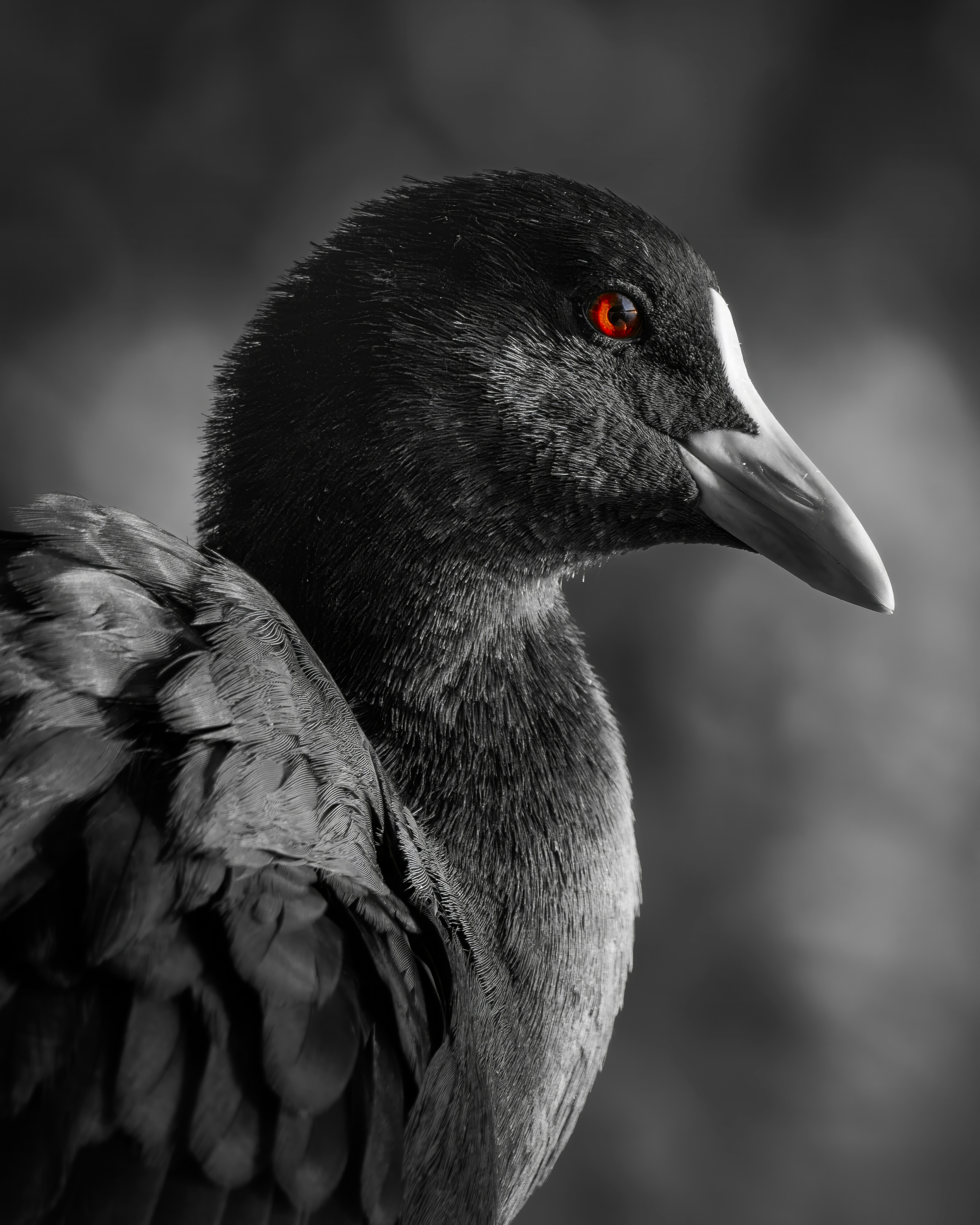 Crimson Gaze in a Noir Duck Portrait