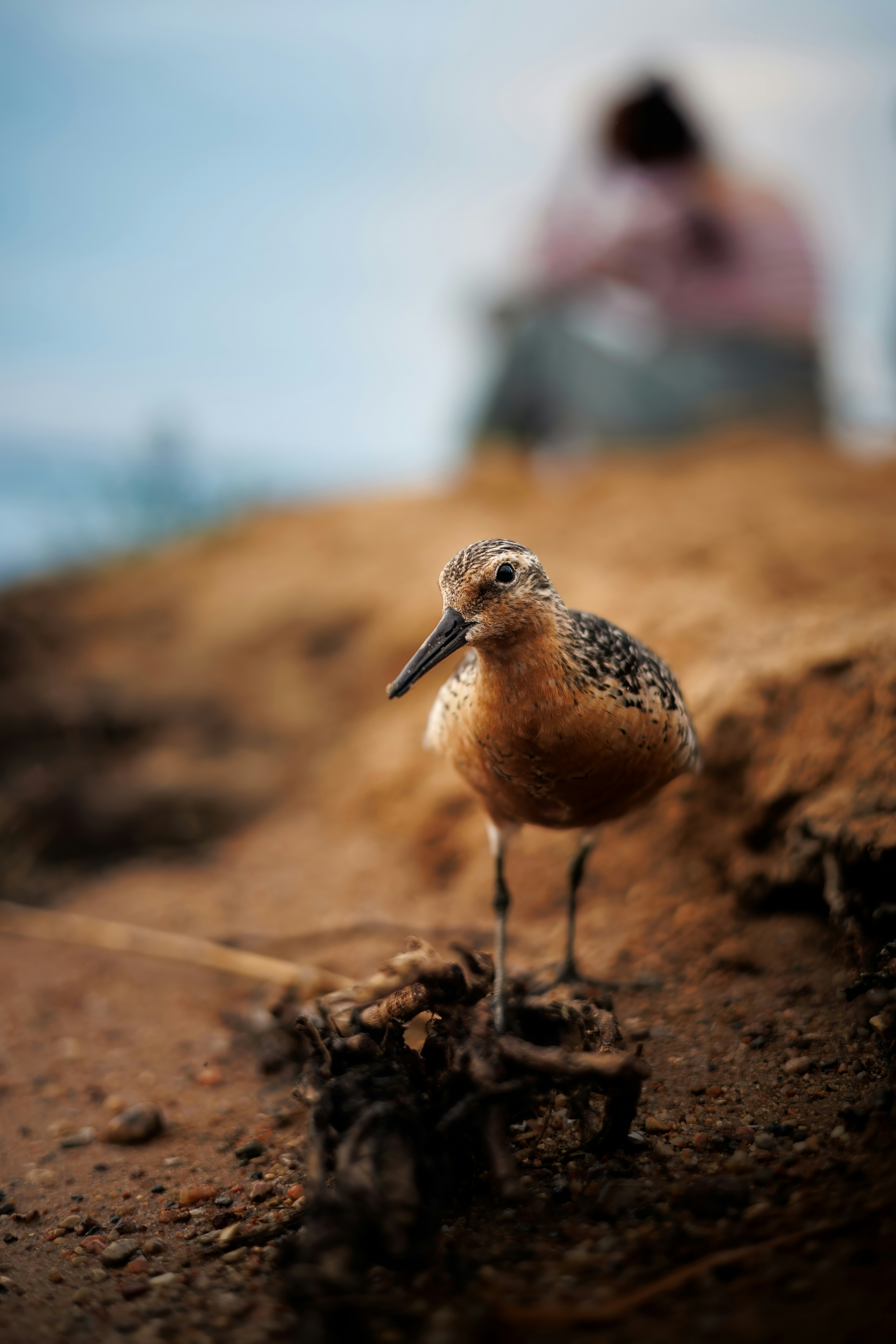 Mud-flat Sentinel: A Sandpiper at the Tide-Line with a Blurred Beachgoer in the Background