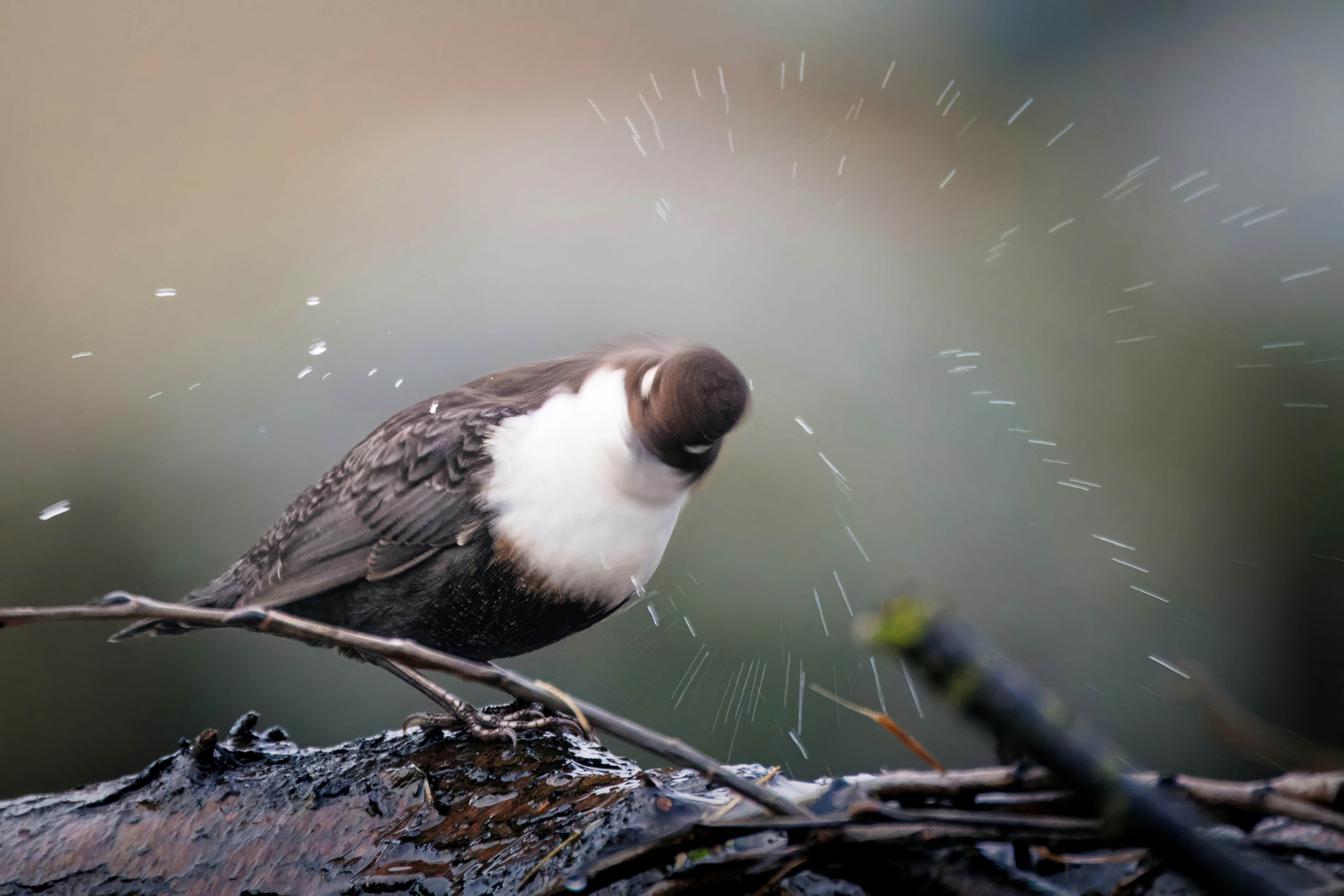A Dance of Water and Feathers