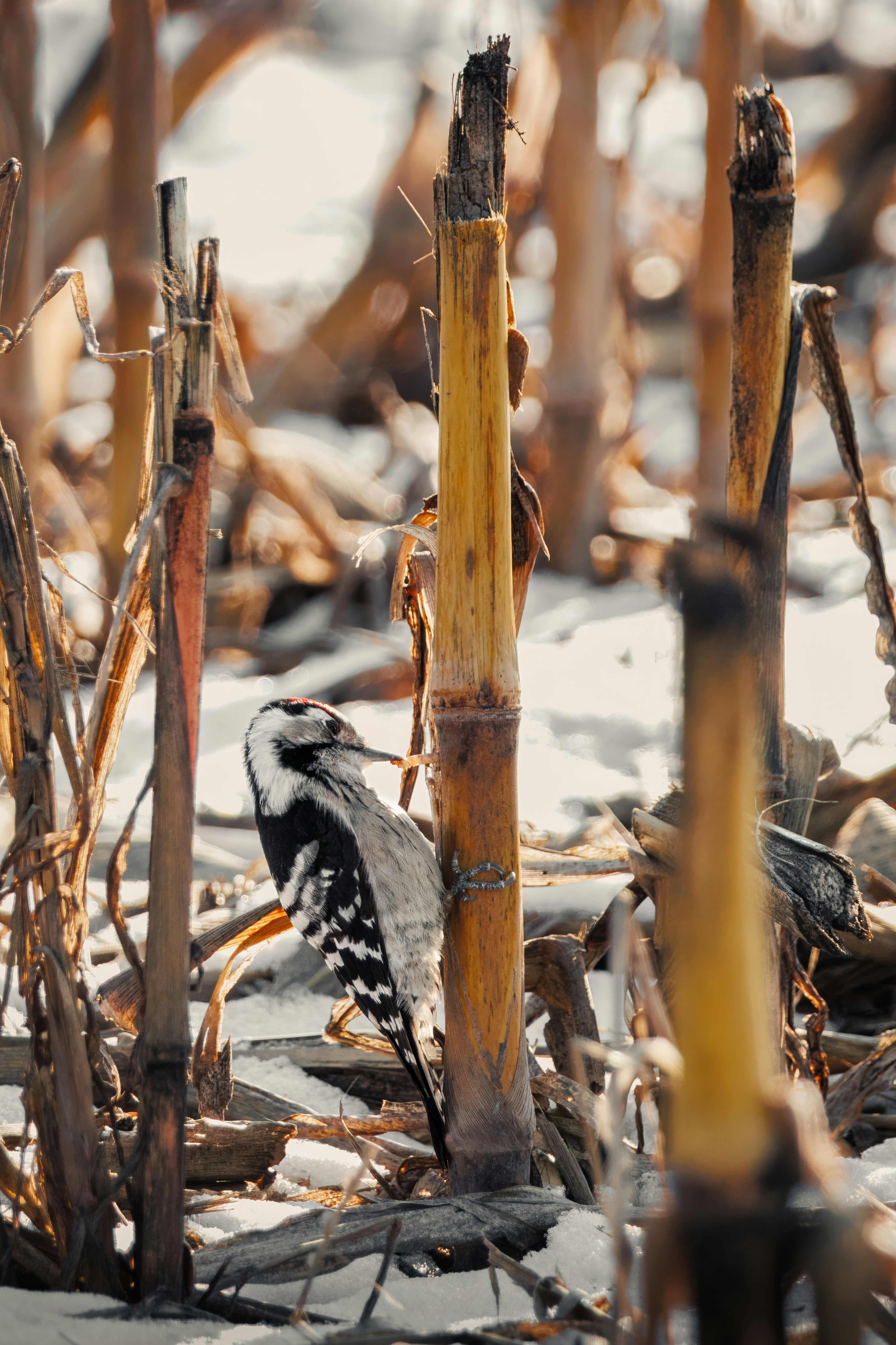 Woodpecker's Winter Forage