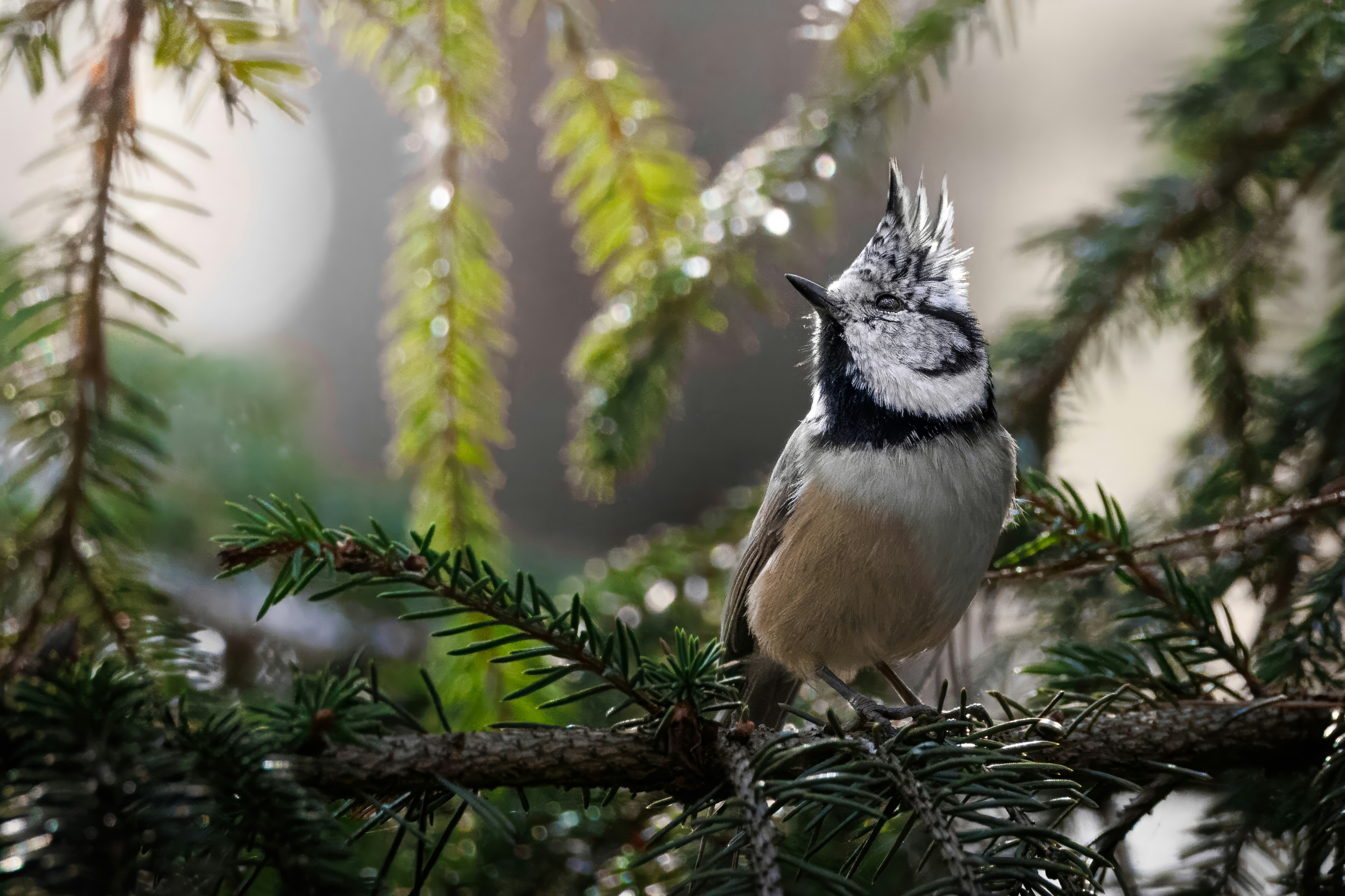 Crested Tit Perched on a Rain-Dotted Conifer: A Quiet Moment of Detail