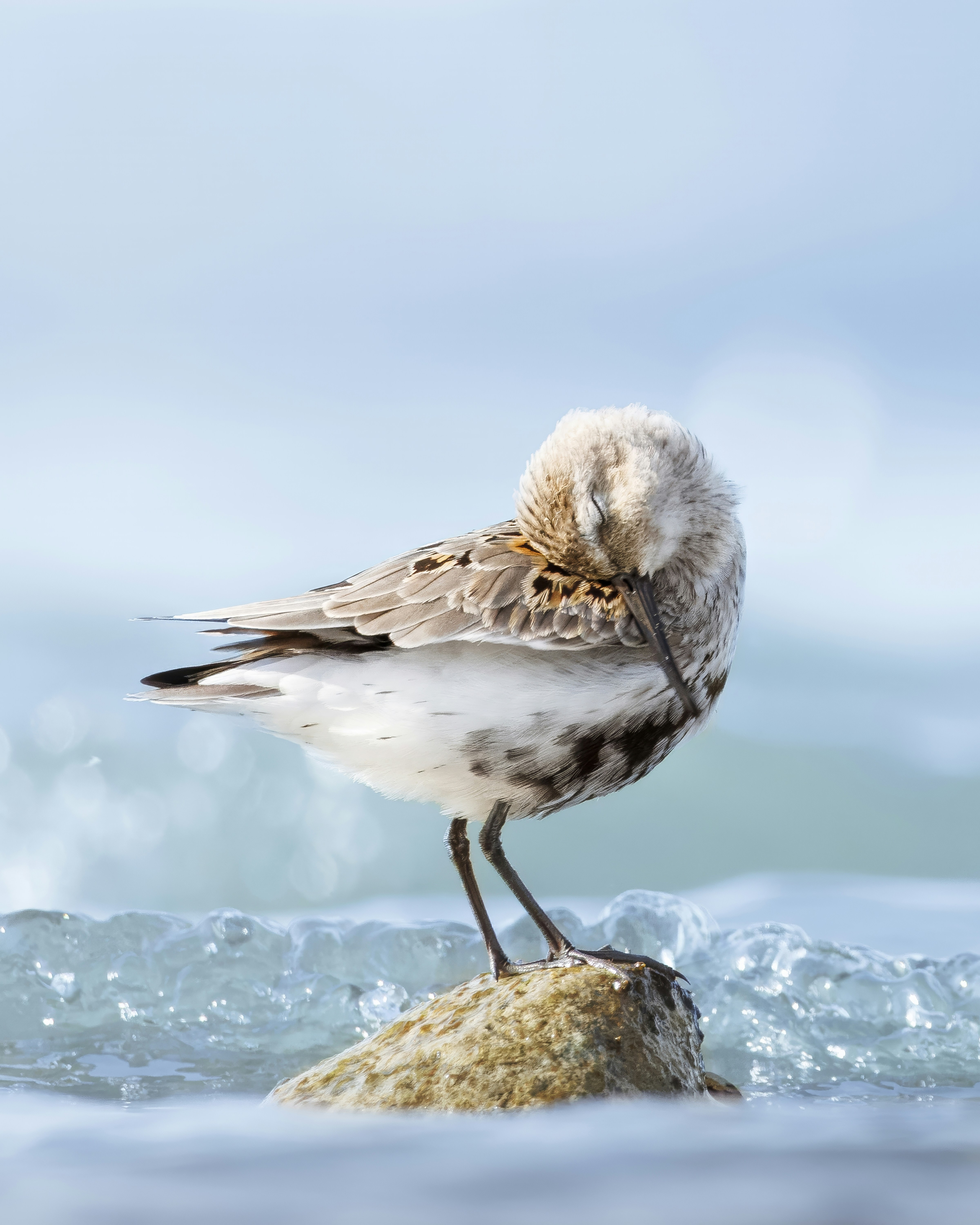 Dunlin