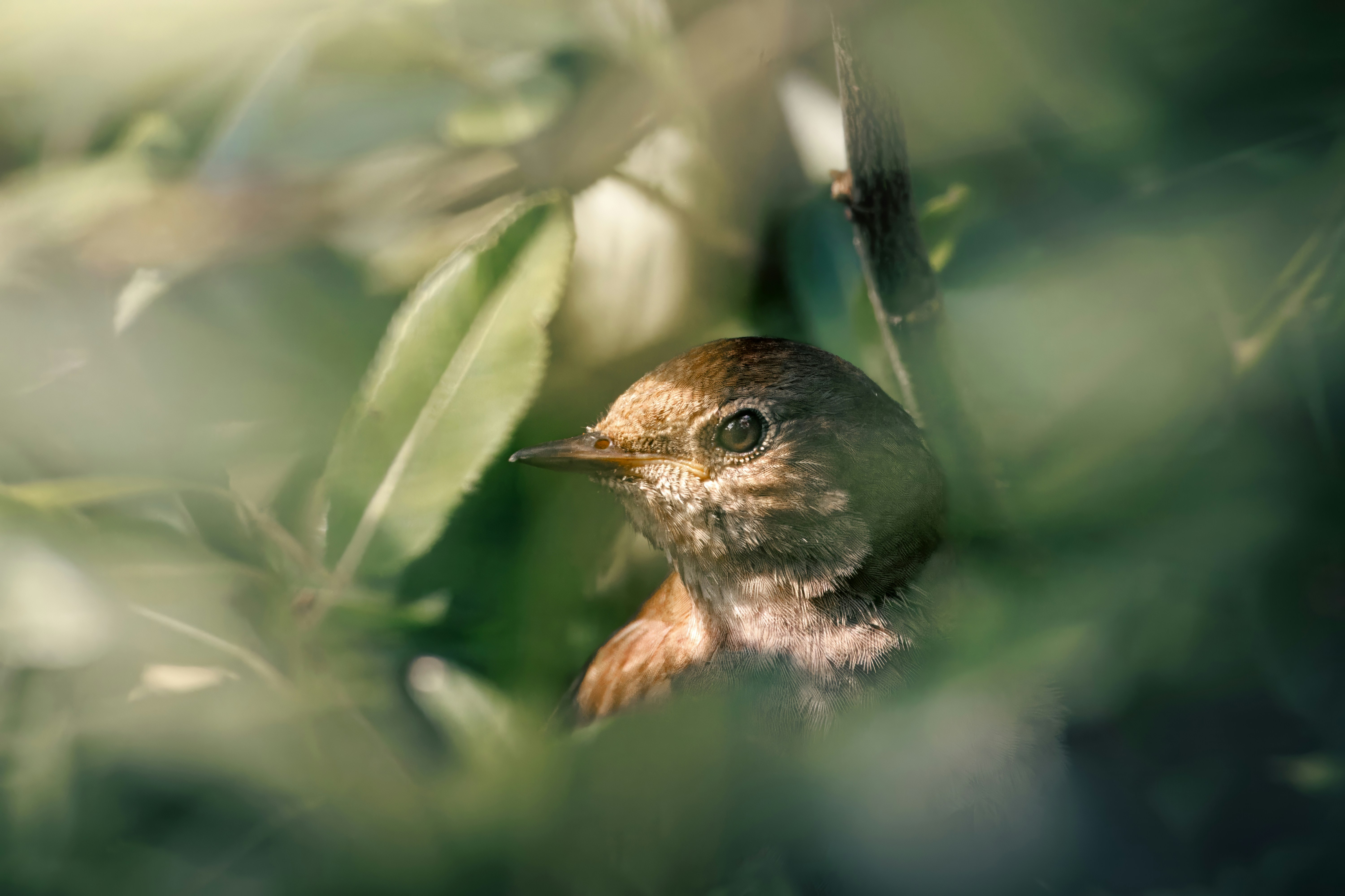 Through the Leaf Veil: Brown Warbler in Quiet Gaze