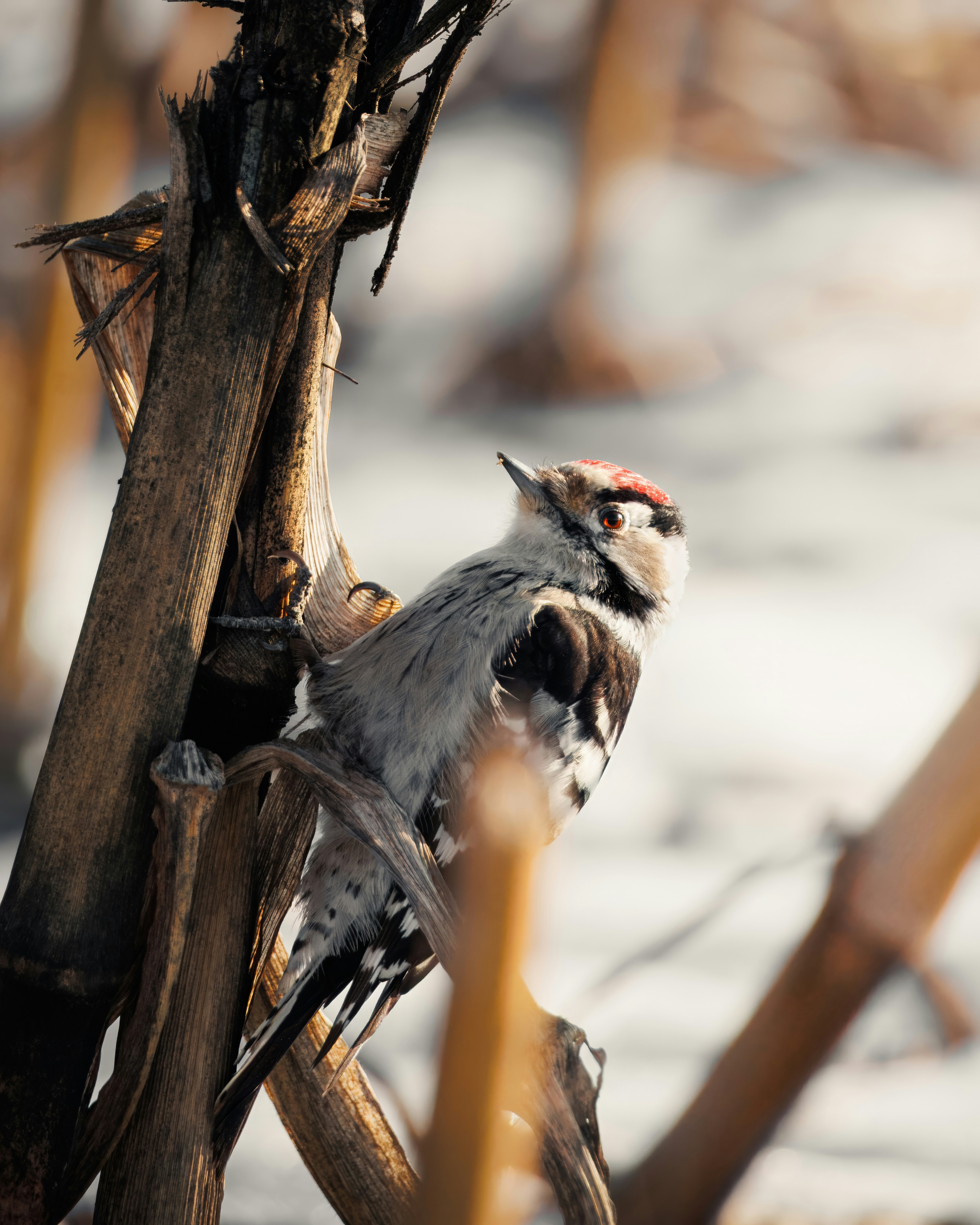 Tiny Woodpecker Clings to a Sunlit Reed