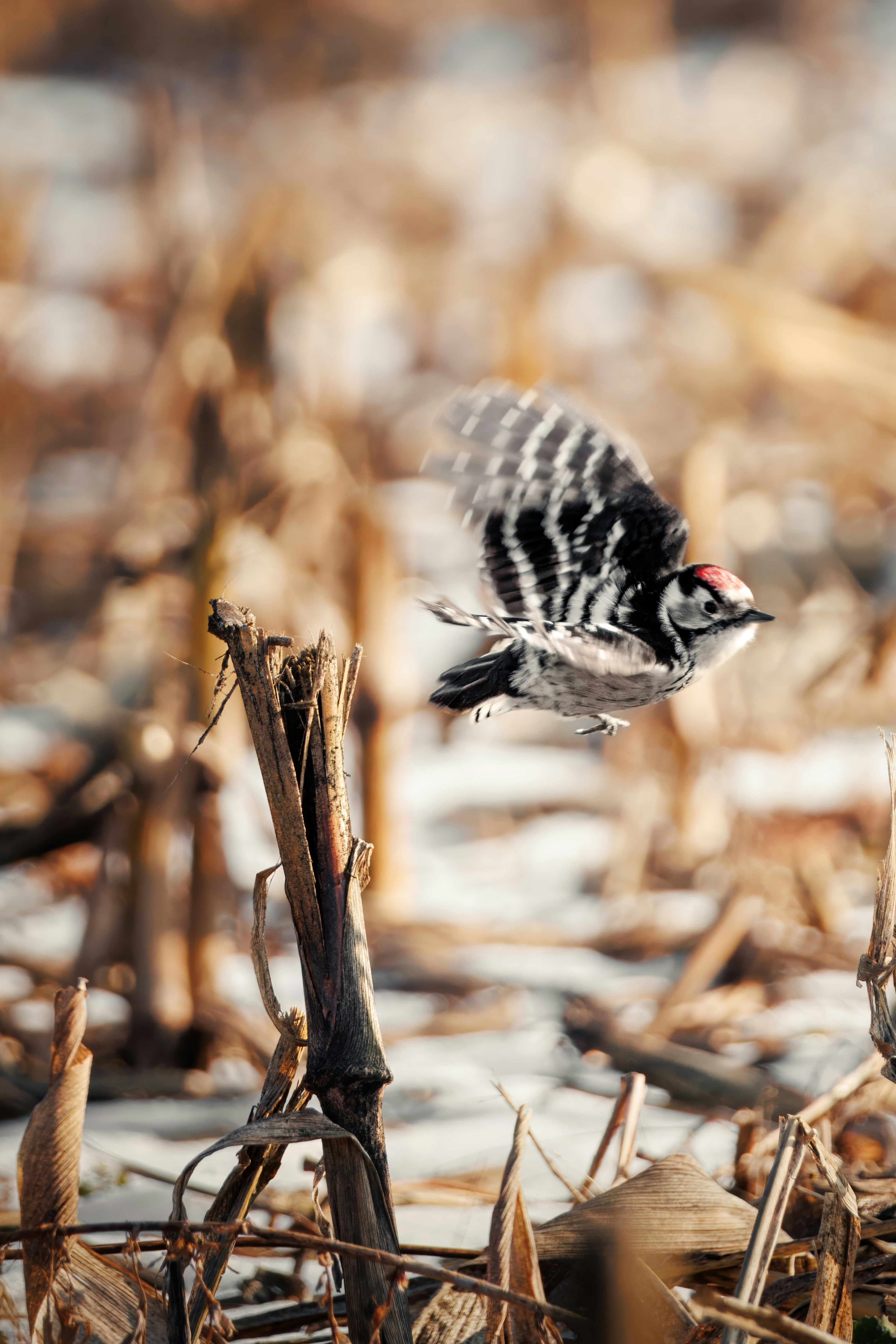 Red-Crowned Downy Woodpecker in Flight Through Golden Reeds