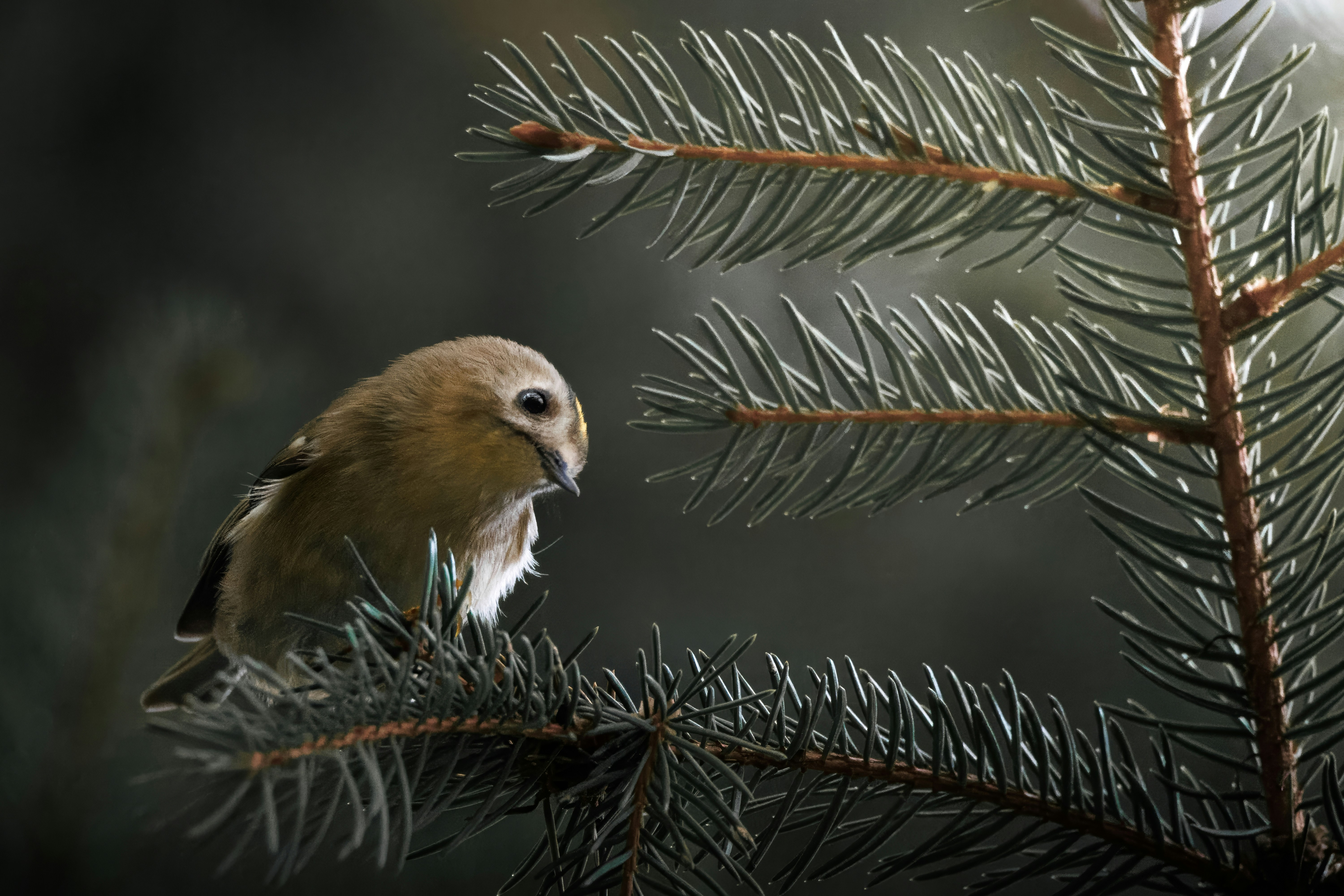 Whispers Among the Pines