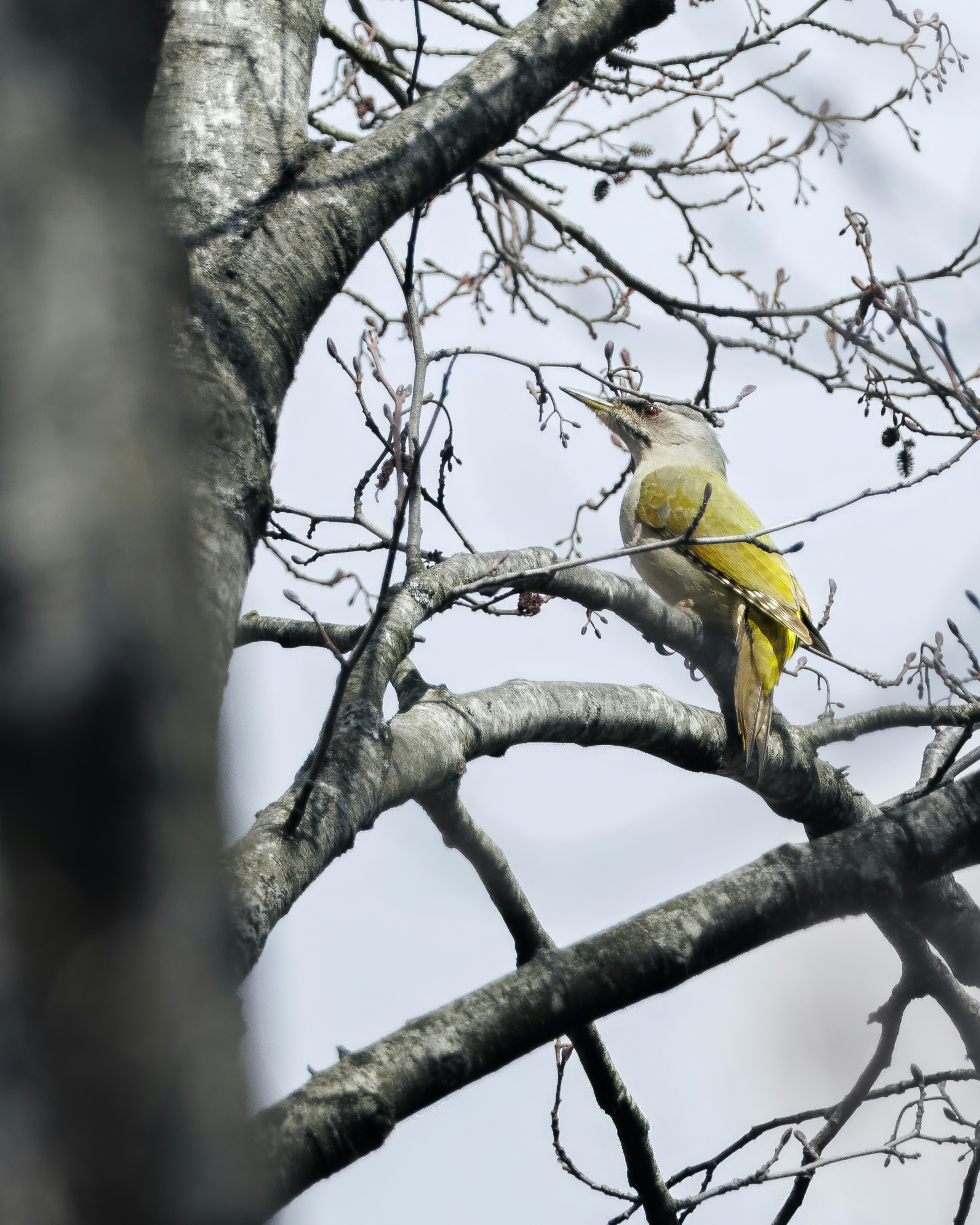 Yellow Warbler on a Bare-Branch Stage in Winter Light