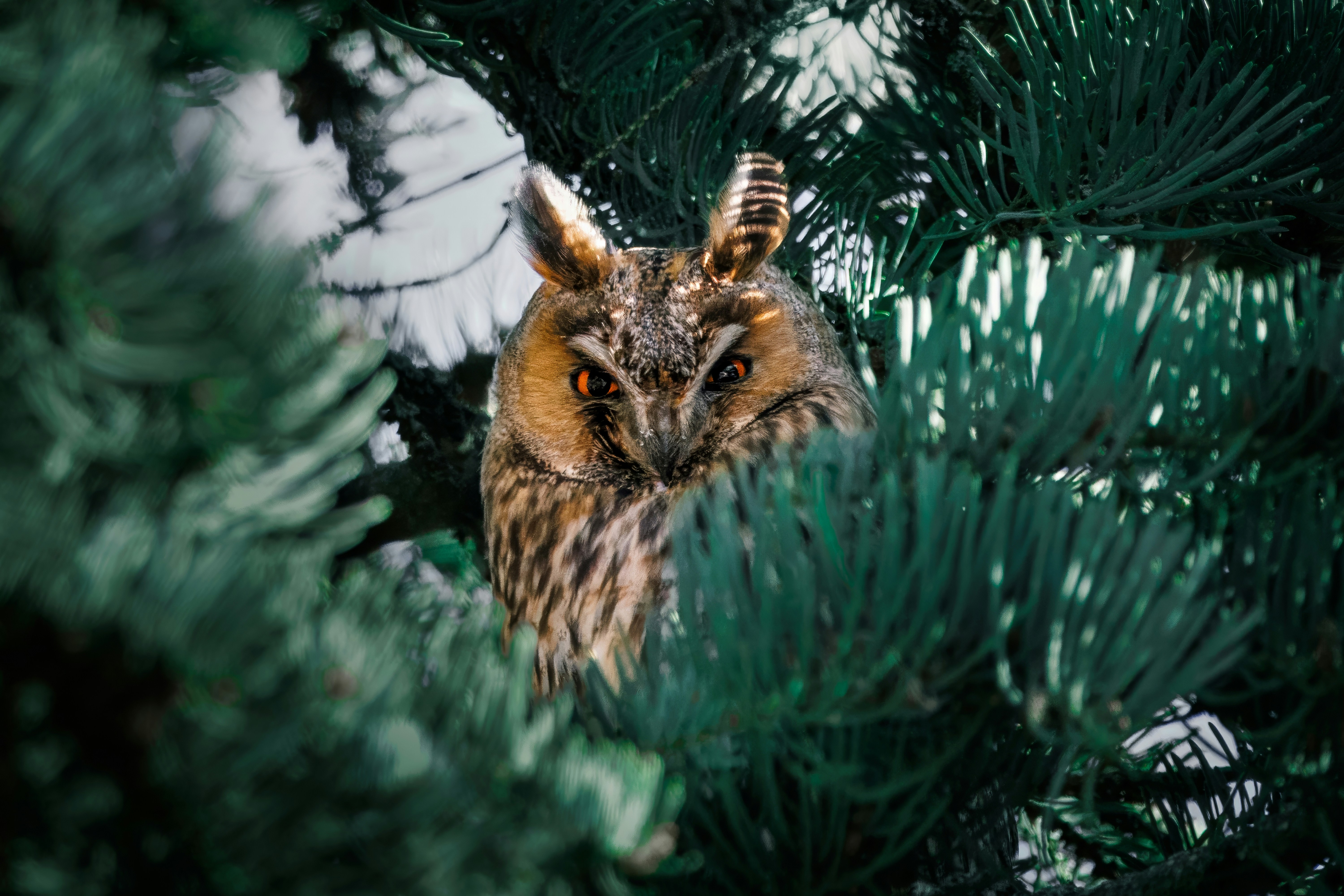Eye Contact Through Pine Filigree: A Silent Owl Amid Needlework