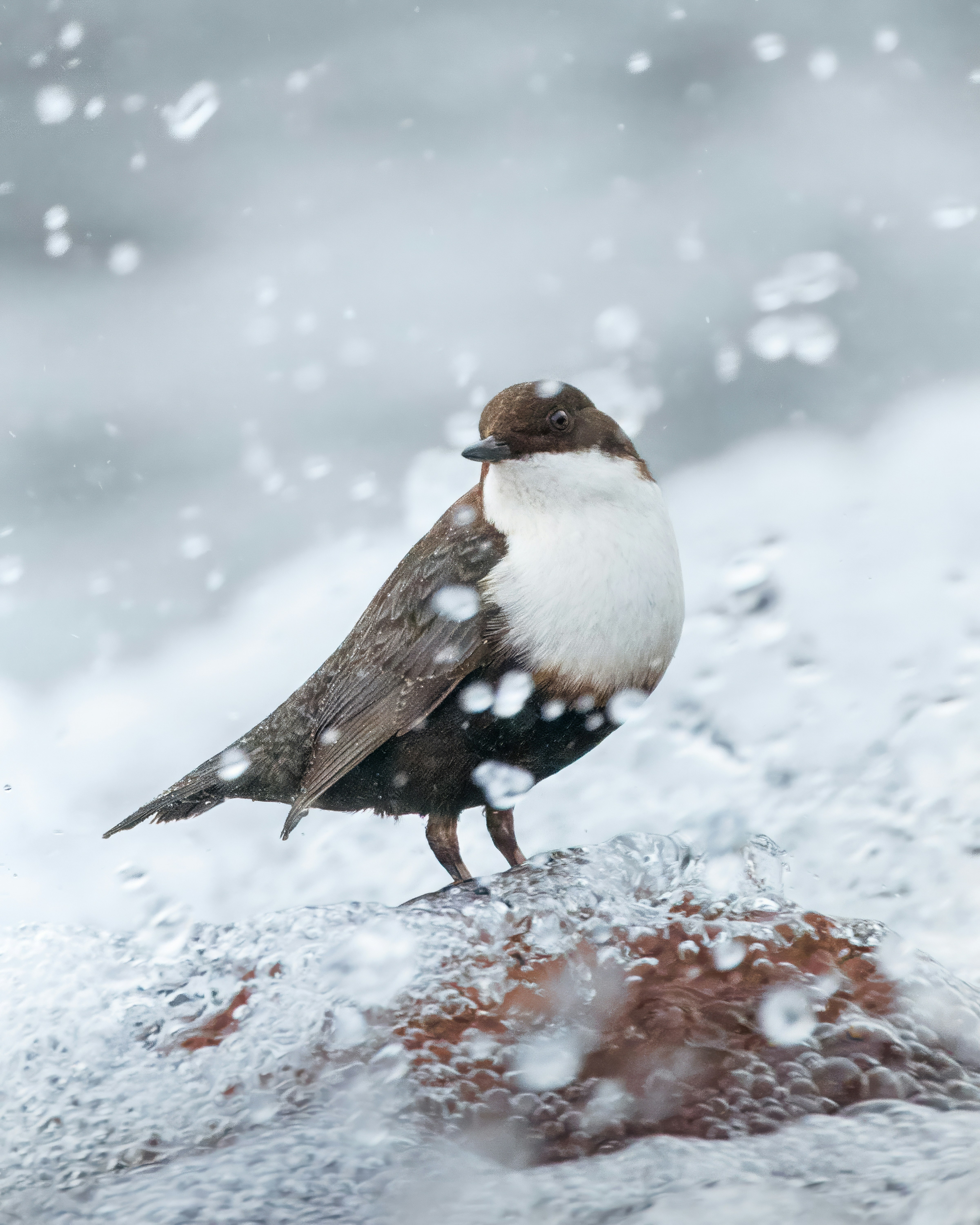 A Feathered Sentinel Amidst the Cascading Waves