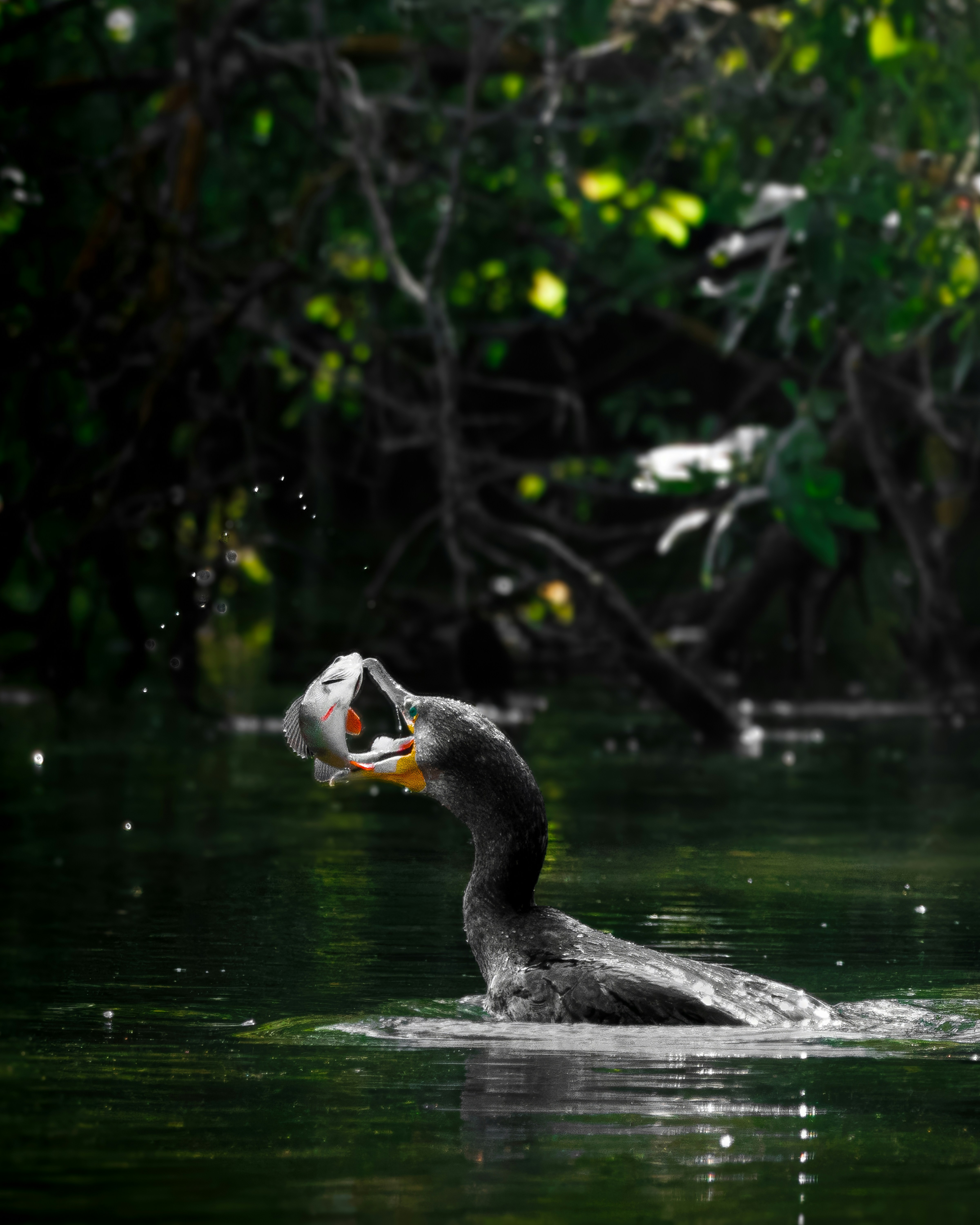 The Pursuit of Prey: A Cormorant's Catch