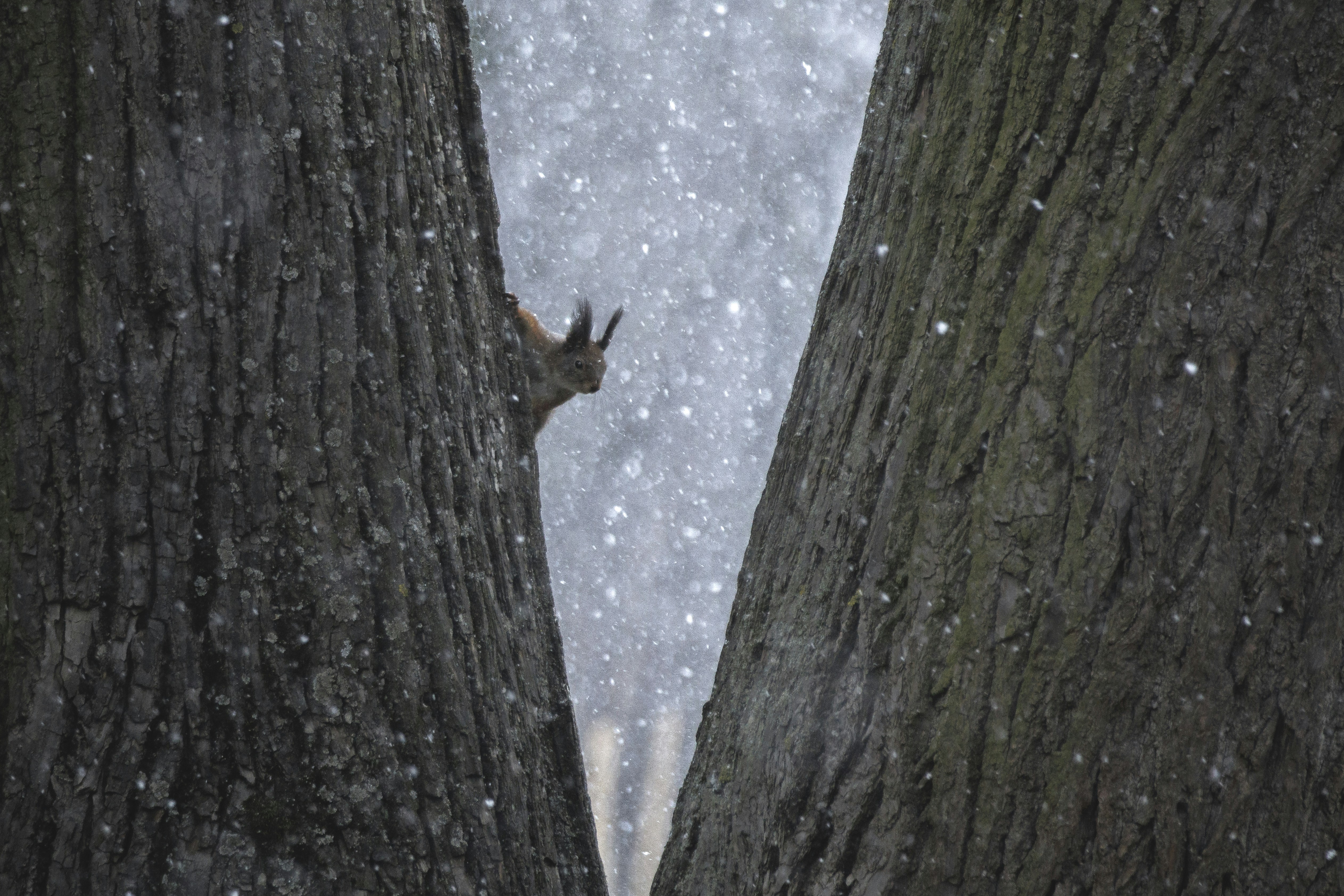 Whiskered Watcher in a Winter Wonderland