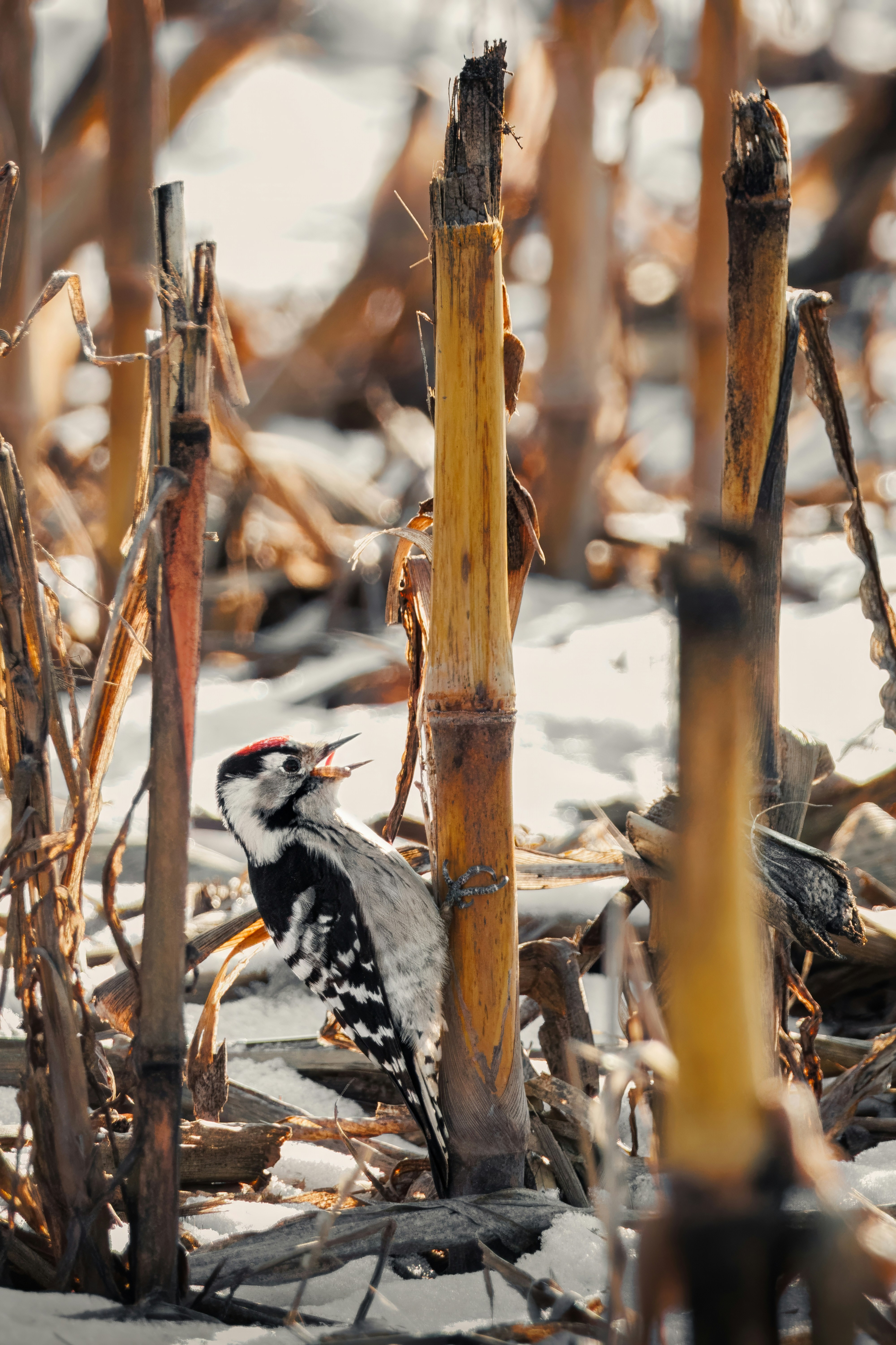 Between Reeds: A Woodpecker's Quiet Moment in Sunlit Marsh