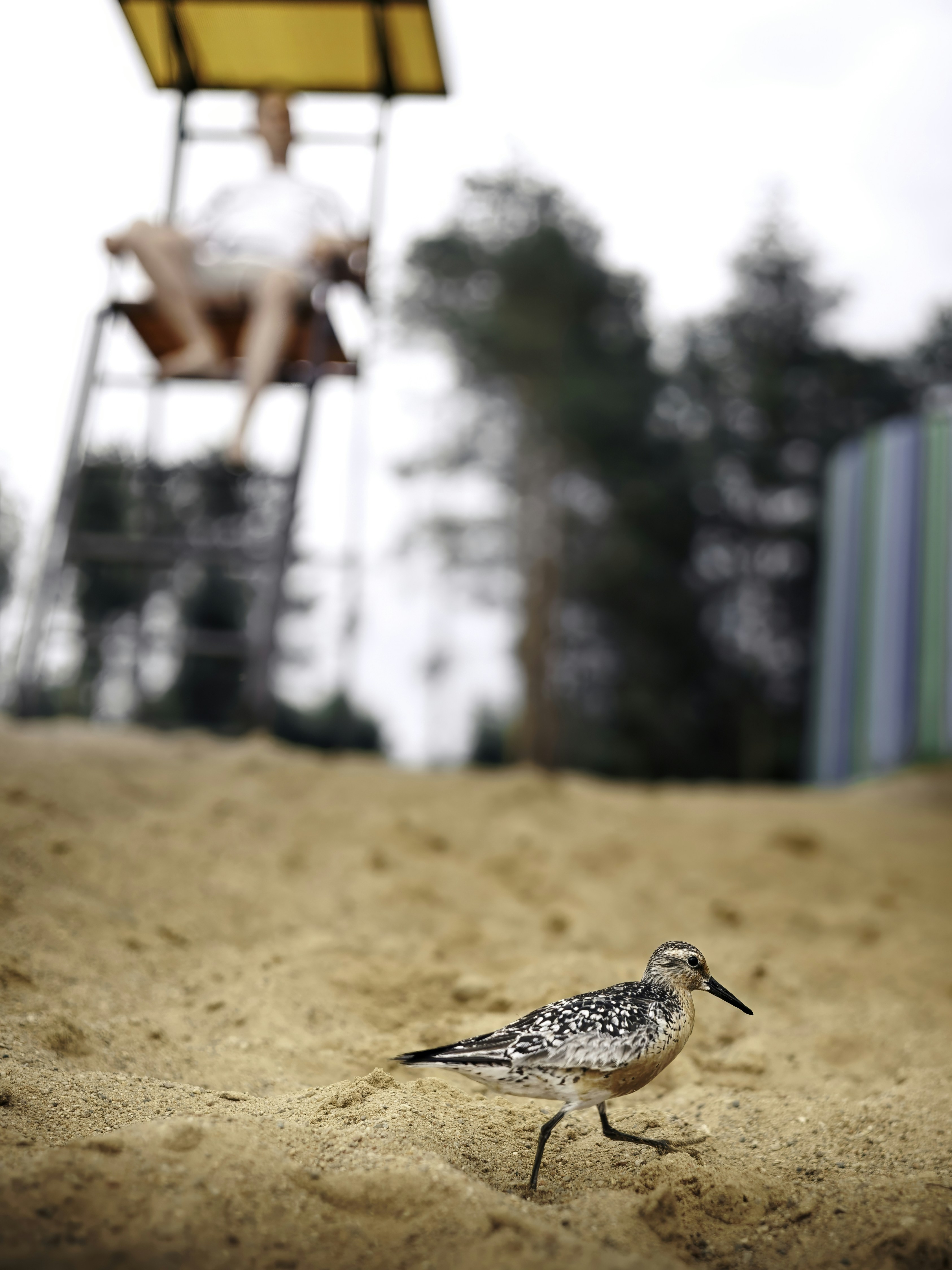 A Serene Stroll on the Sandy Shore