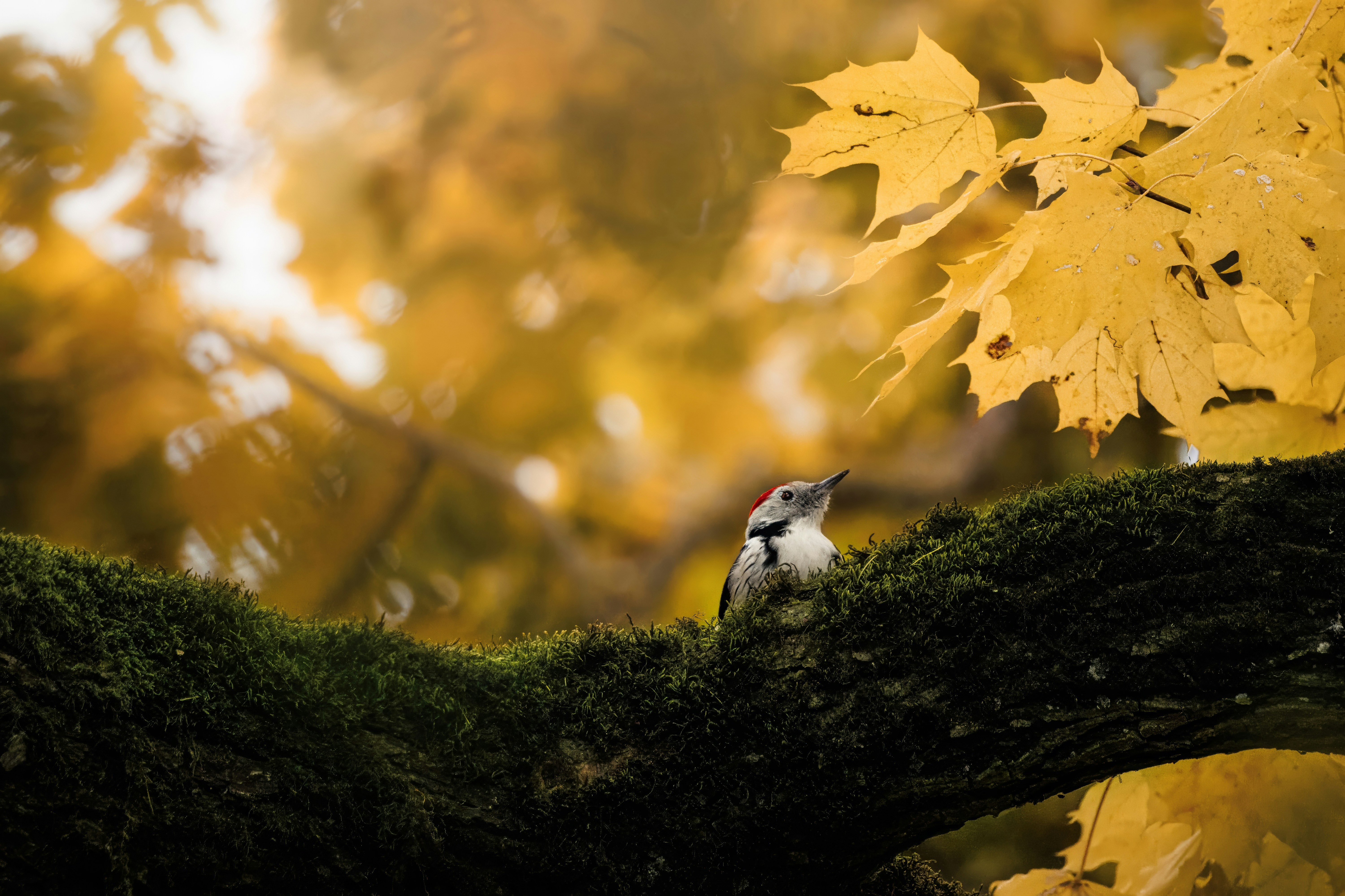 Amber Canopy, Mossy Perch: A Tiny Bird in Autumn Quietude