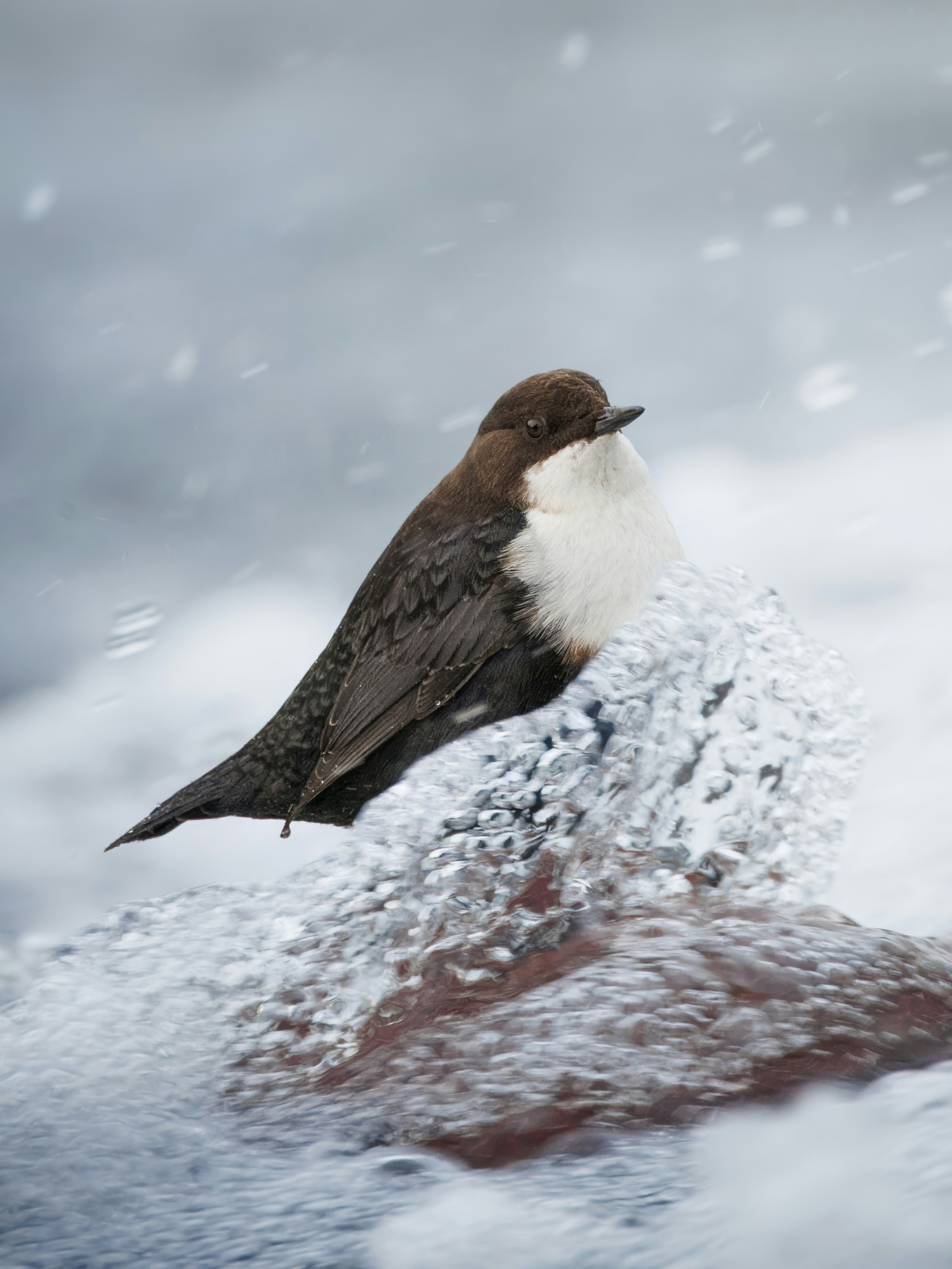 A Feathered Sentinel Amidst the Cascade
