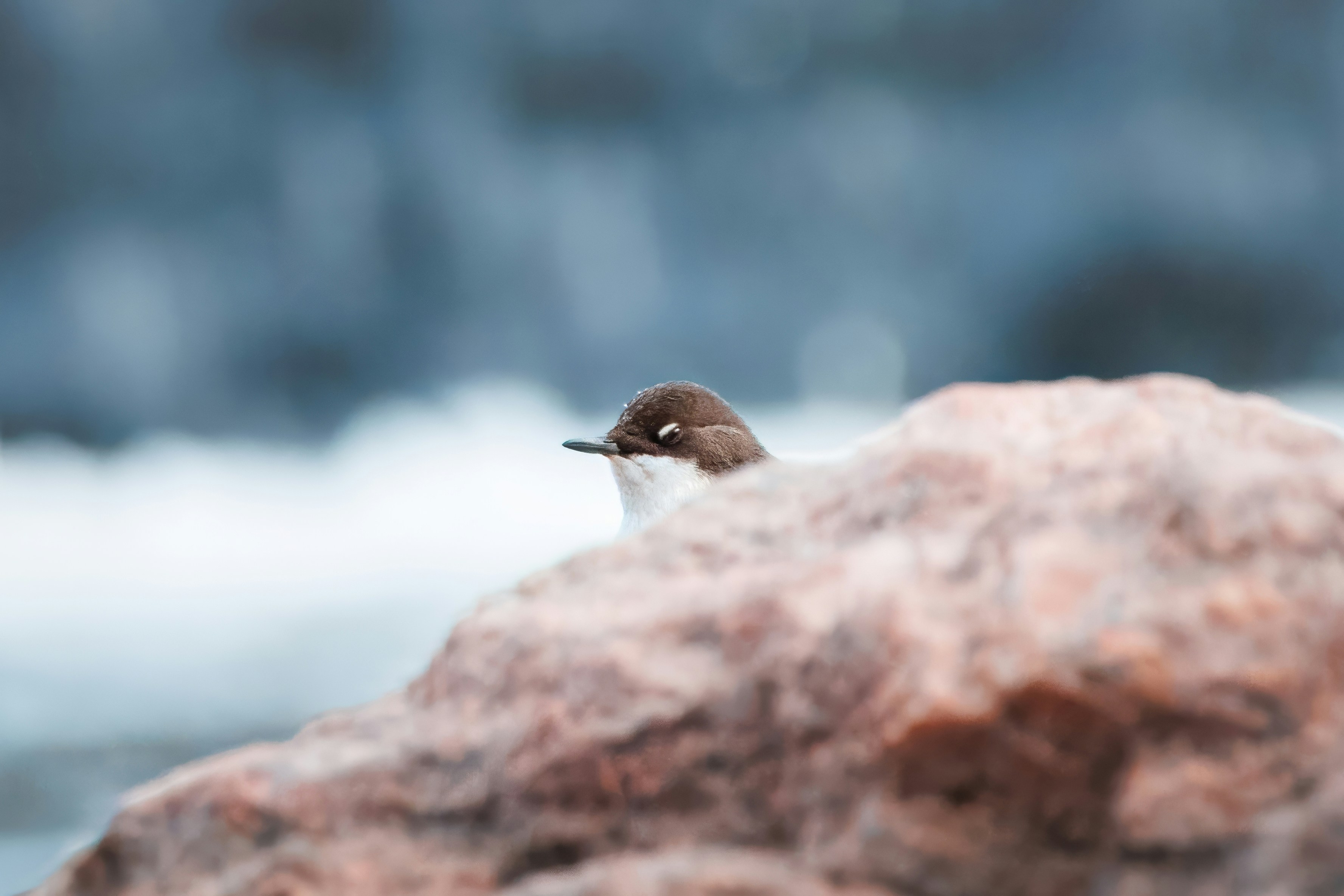 Ledge Sentinel: a lone shorebird peers over a weathered rock against a pale blue seascape