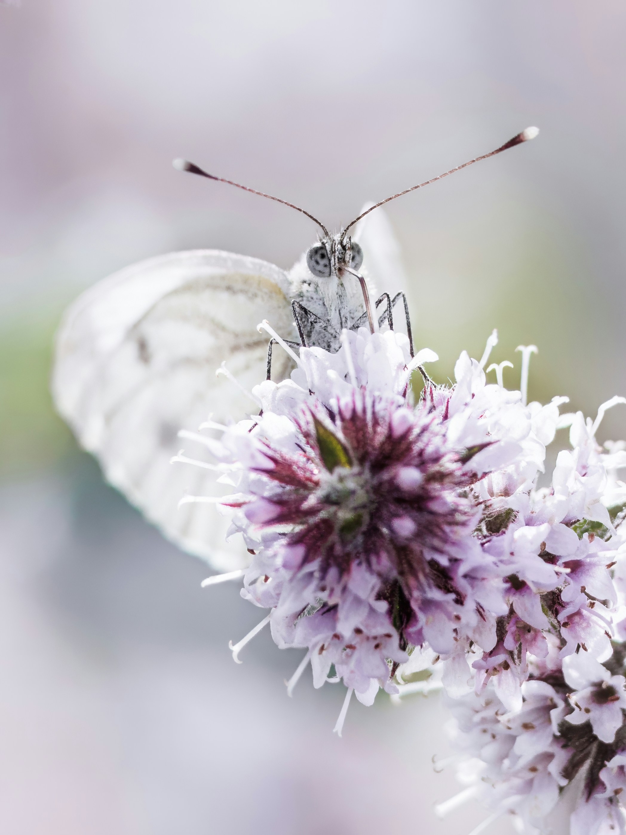 Delicate white butterfly perched on a vibrant purple flower, showcasing intricate details against a soft, blurred background.