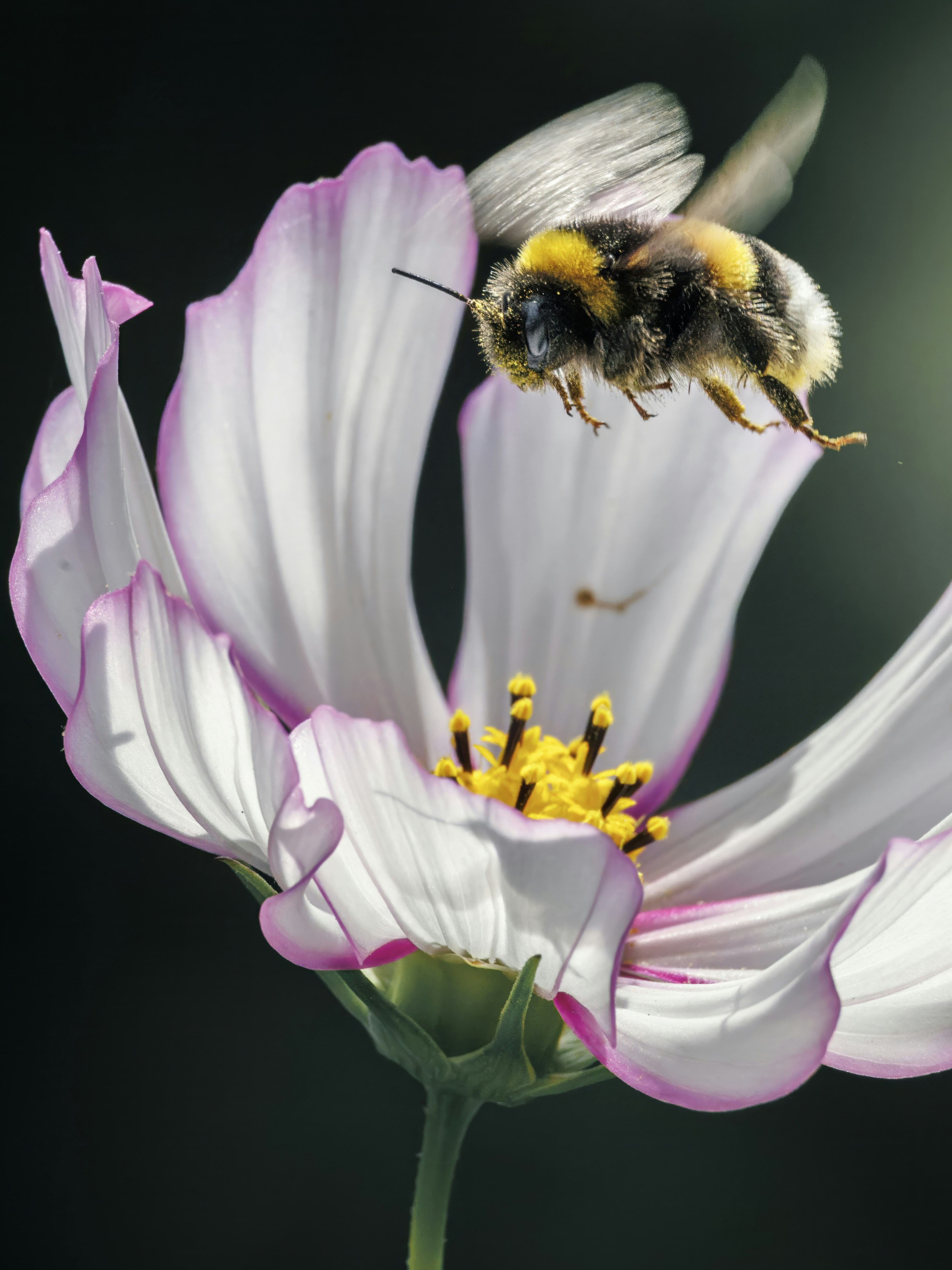 Beeline to the Cosmos: Bumblebee in Sharp Focus Over a Pink-Edged Cosmos