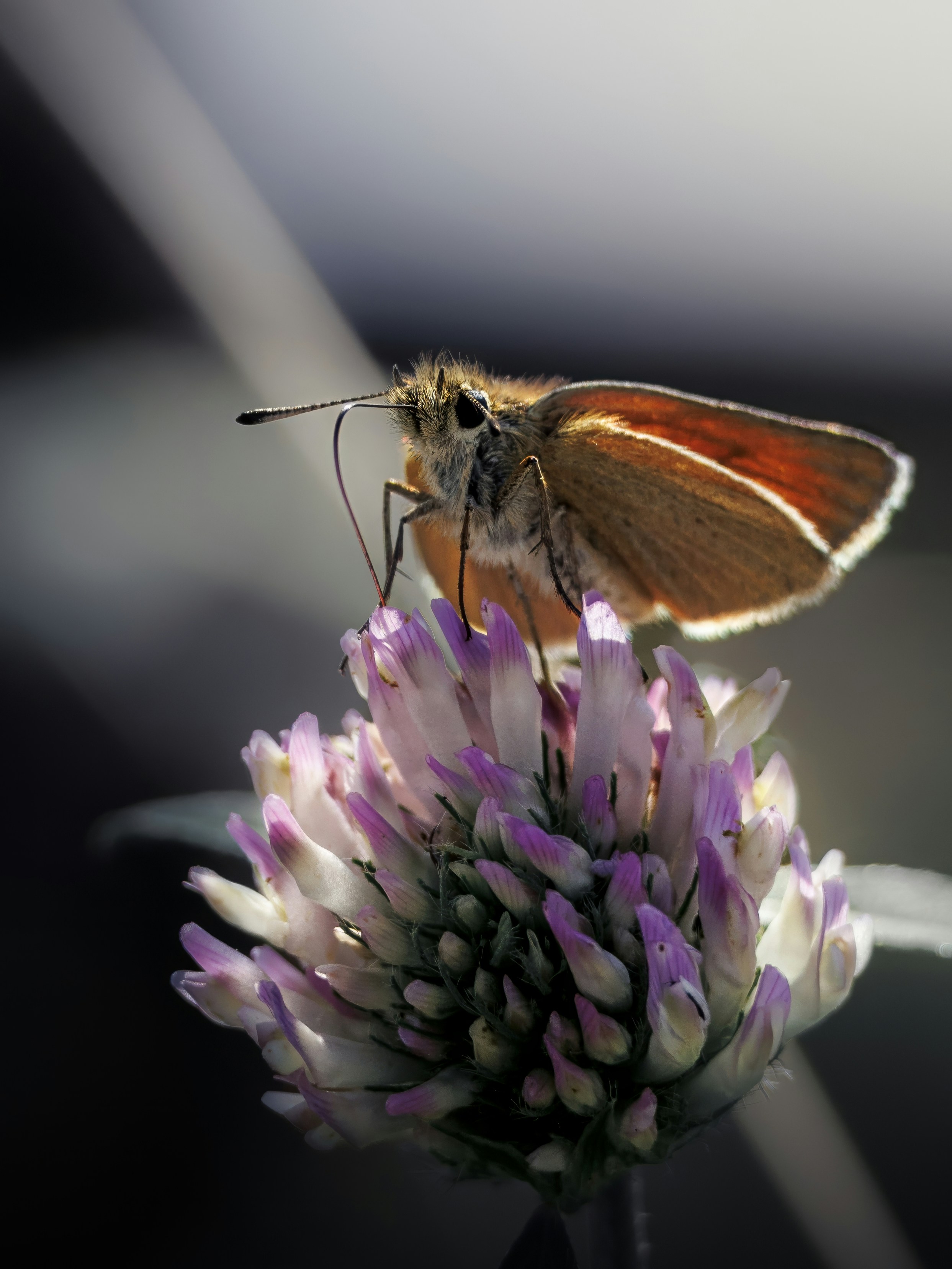 Delicate Dance of Nature's Artisan