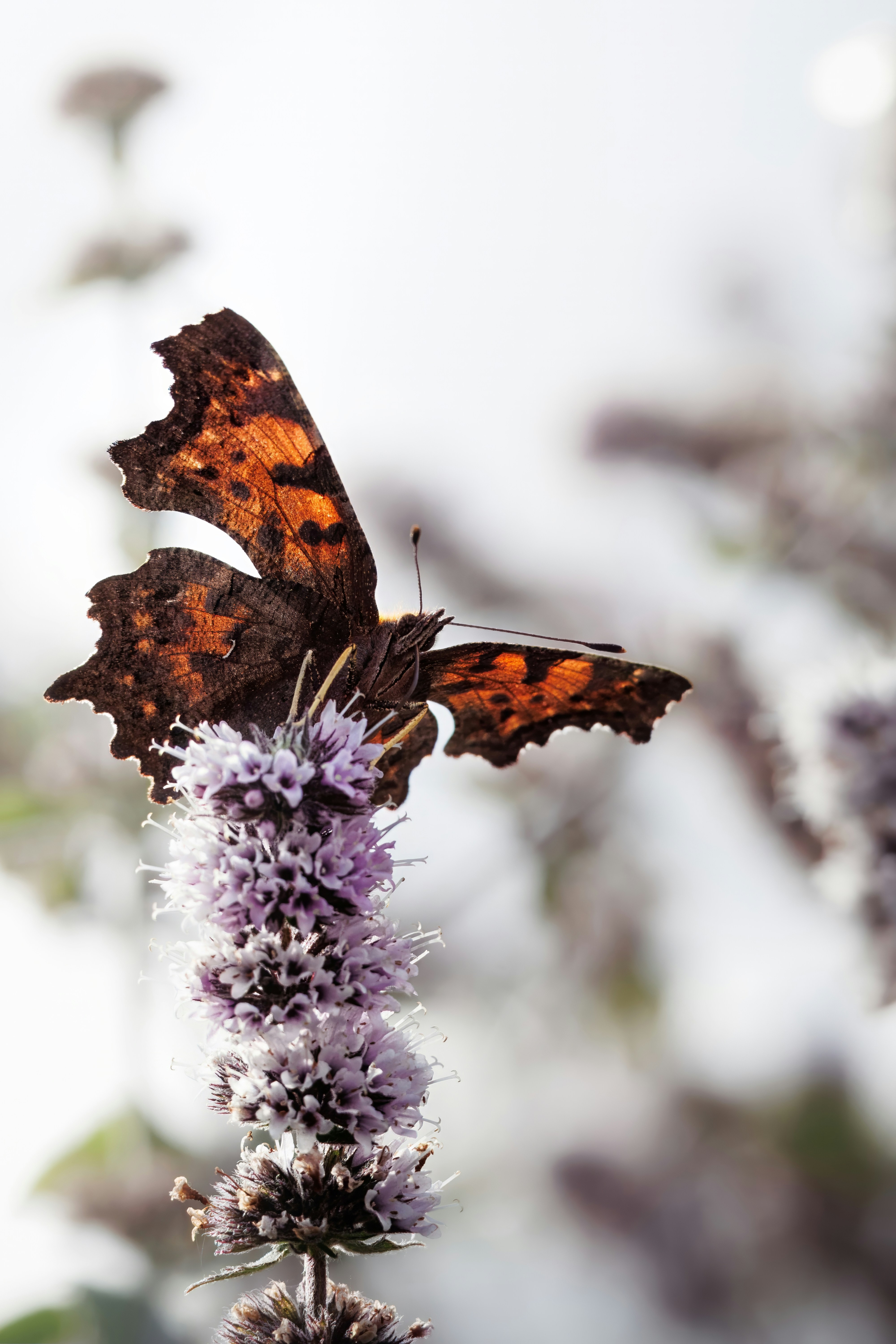 Whispers of Nature: A Butterfly's Embrace