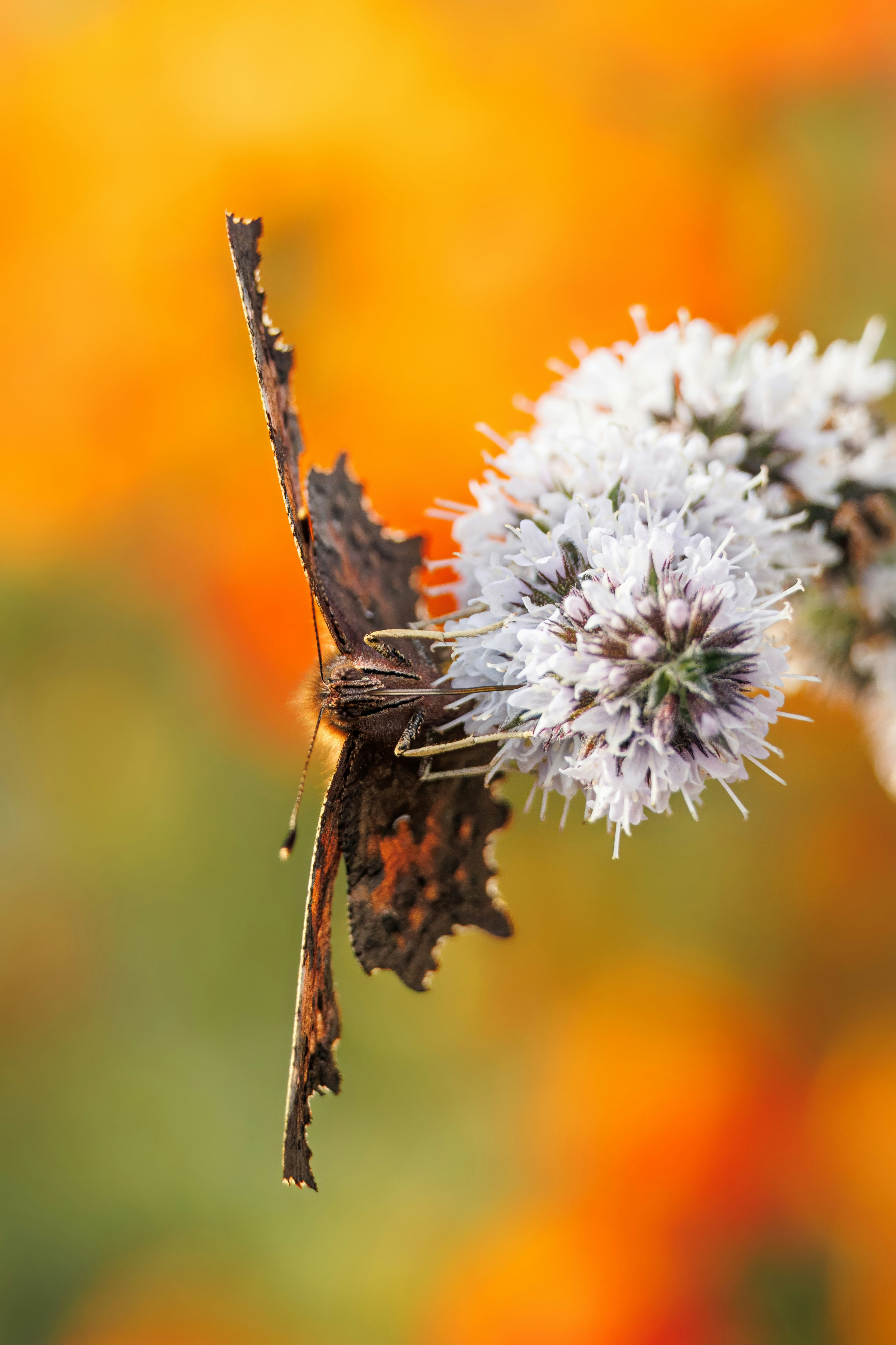Whispers of Nature: The Butterfly's Embrace