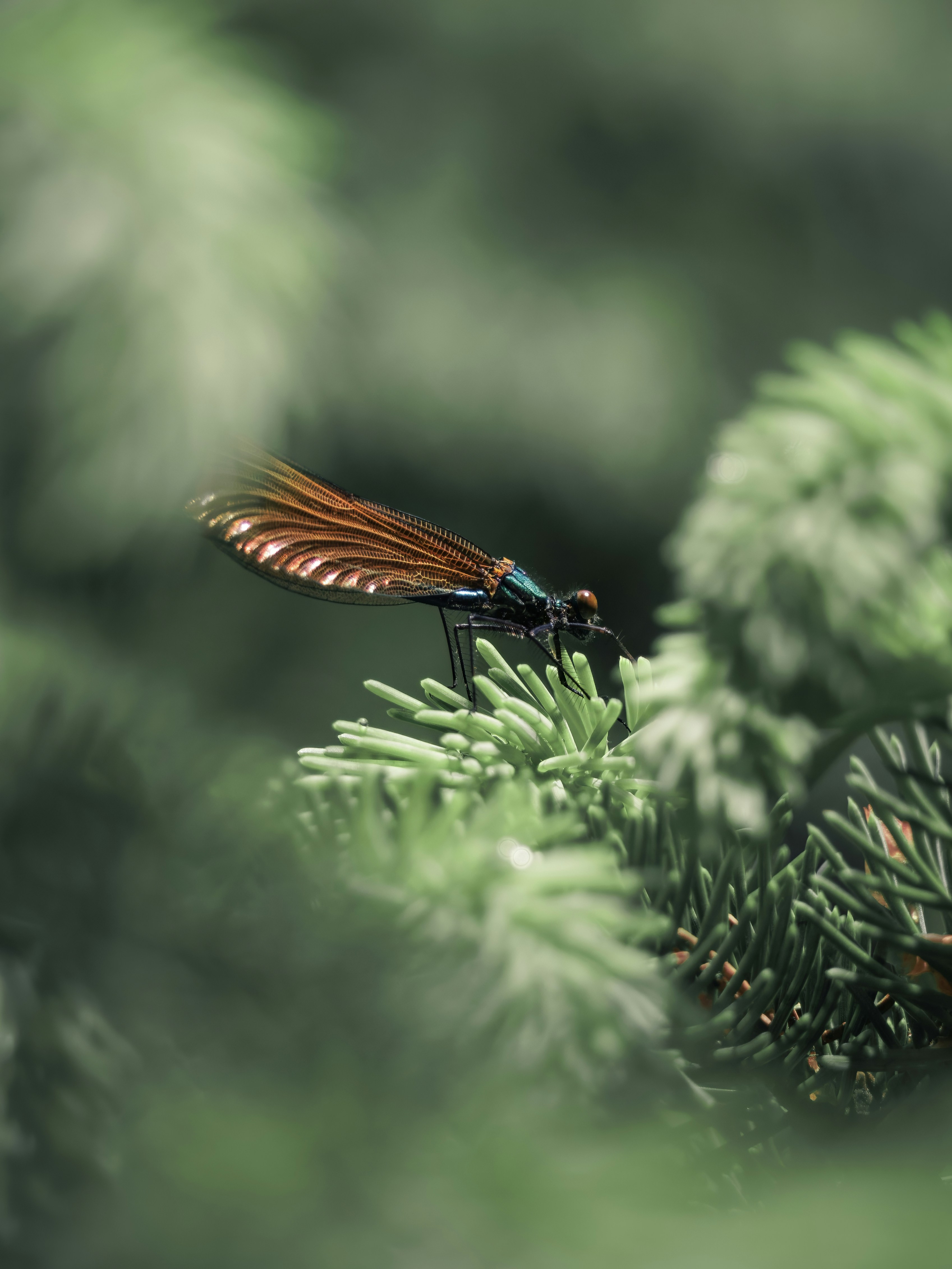 A vibrant dragonfly perches delicately on lush green pine needles, showcasing its iridescent wings against a soft-focus background.