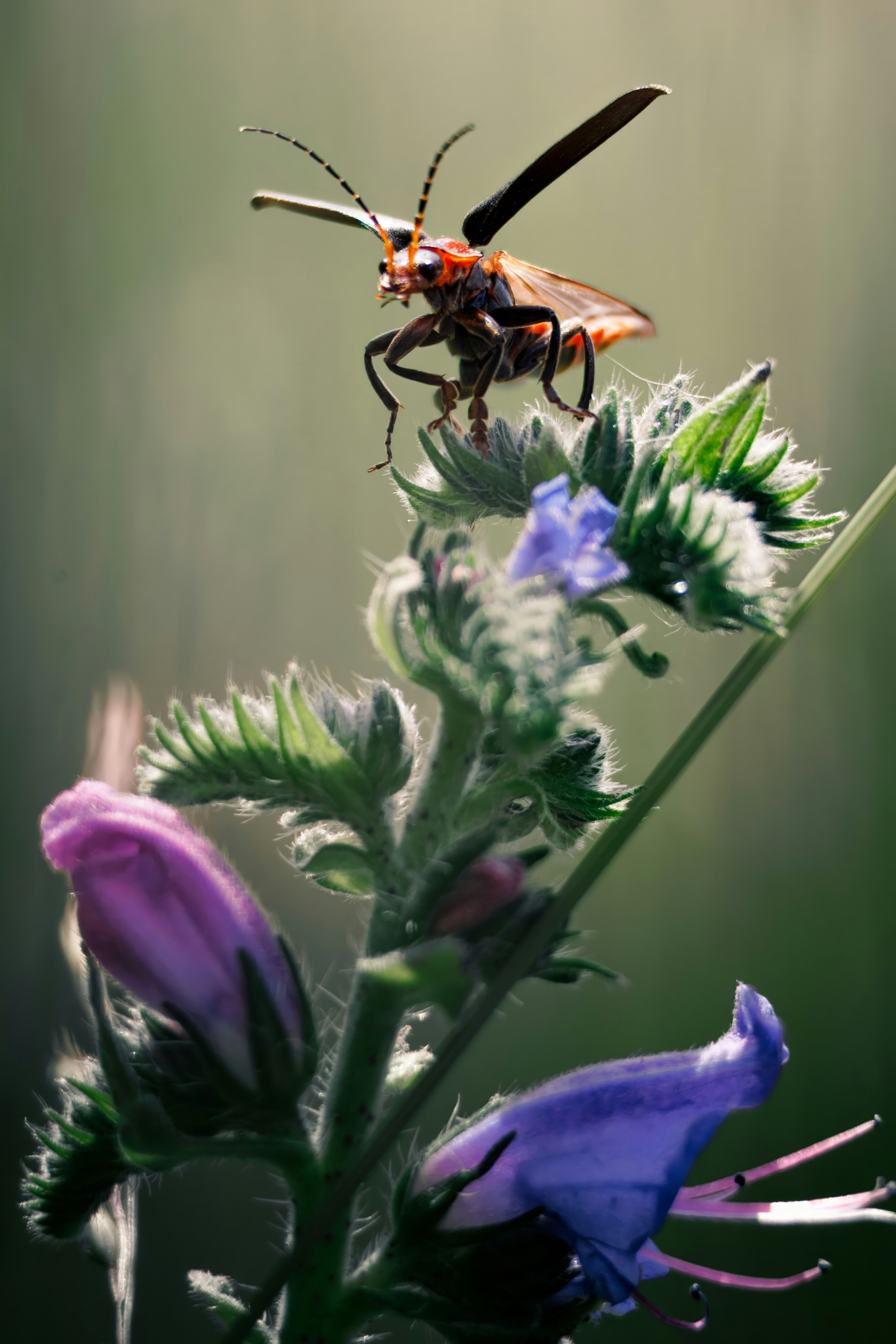 A Dance of Nature: The Vibrant Beetle's Perch