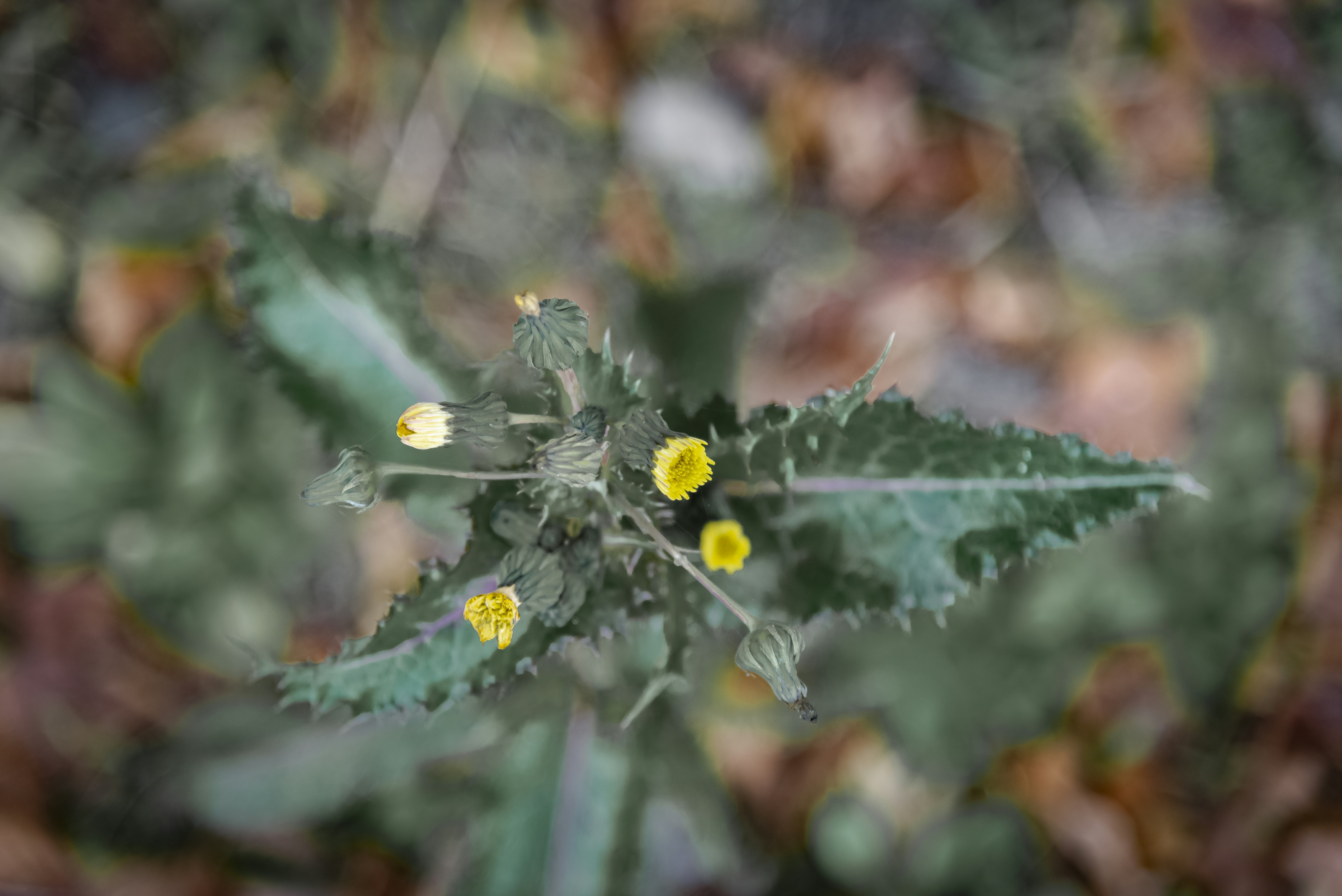 Nature's Intricate Crown