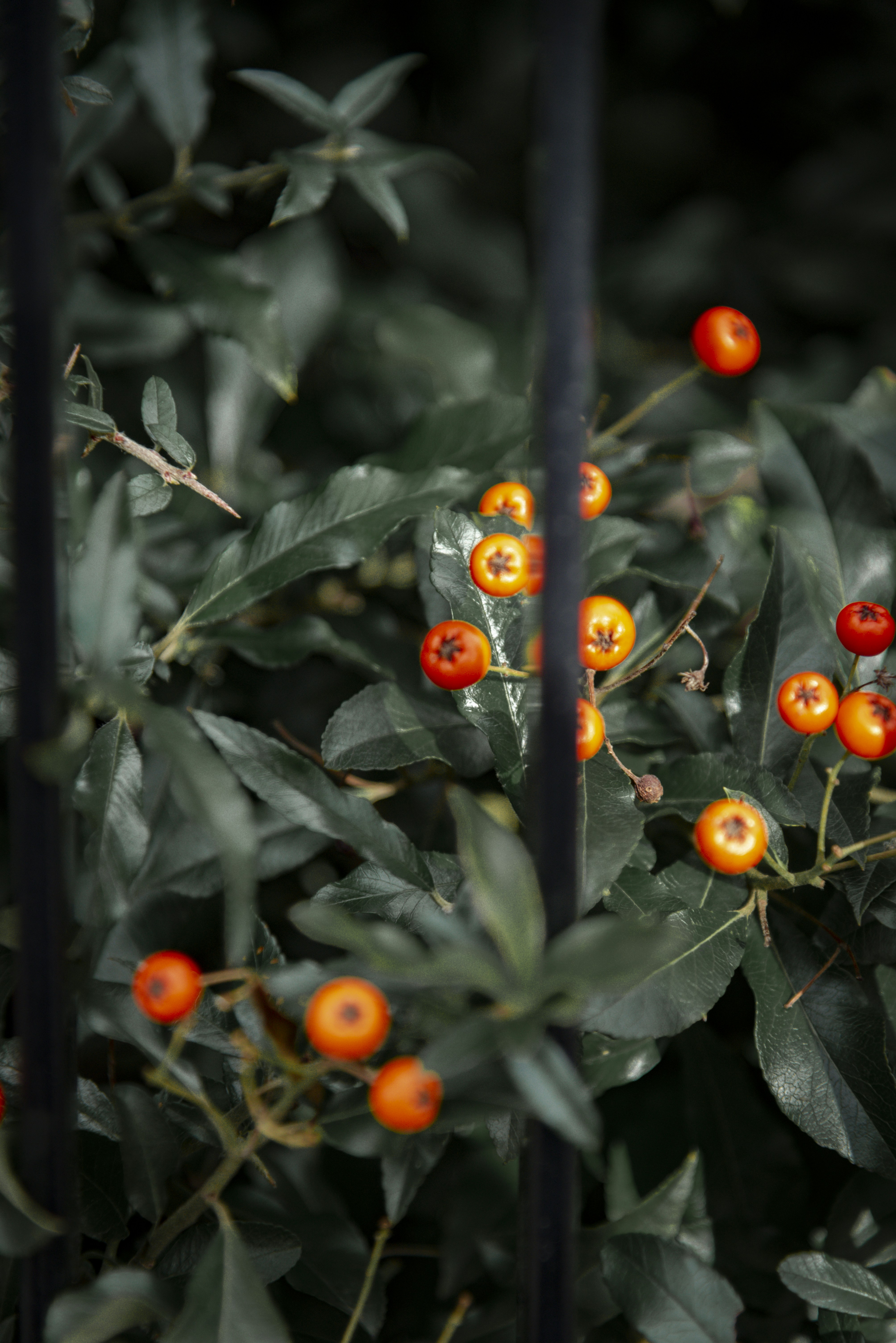 Vibrant Orbs Behind the Veil