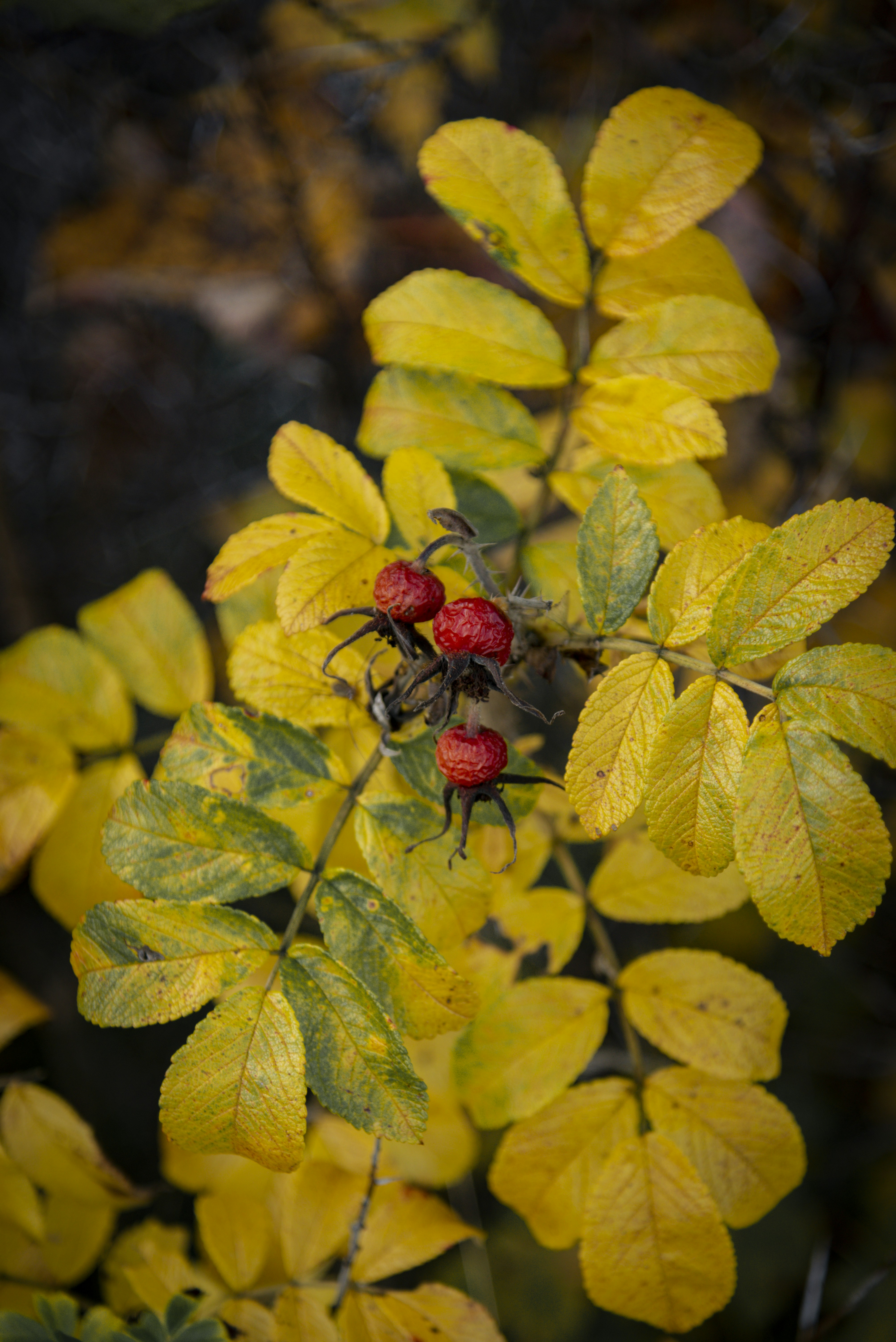 Crimson Berries Nestled in a Quilt of Autumn Gold