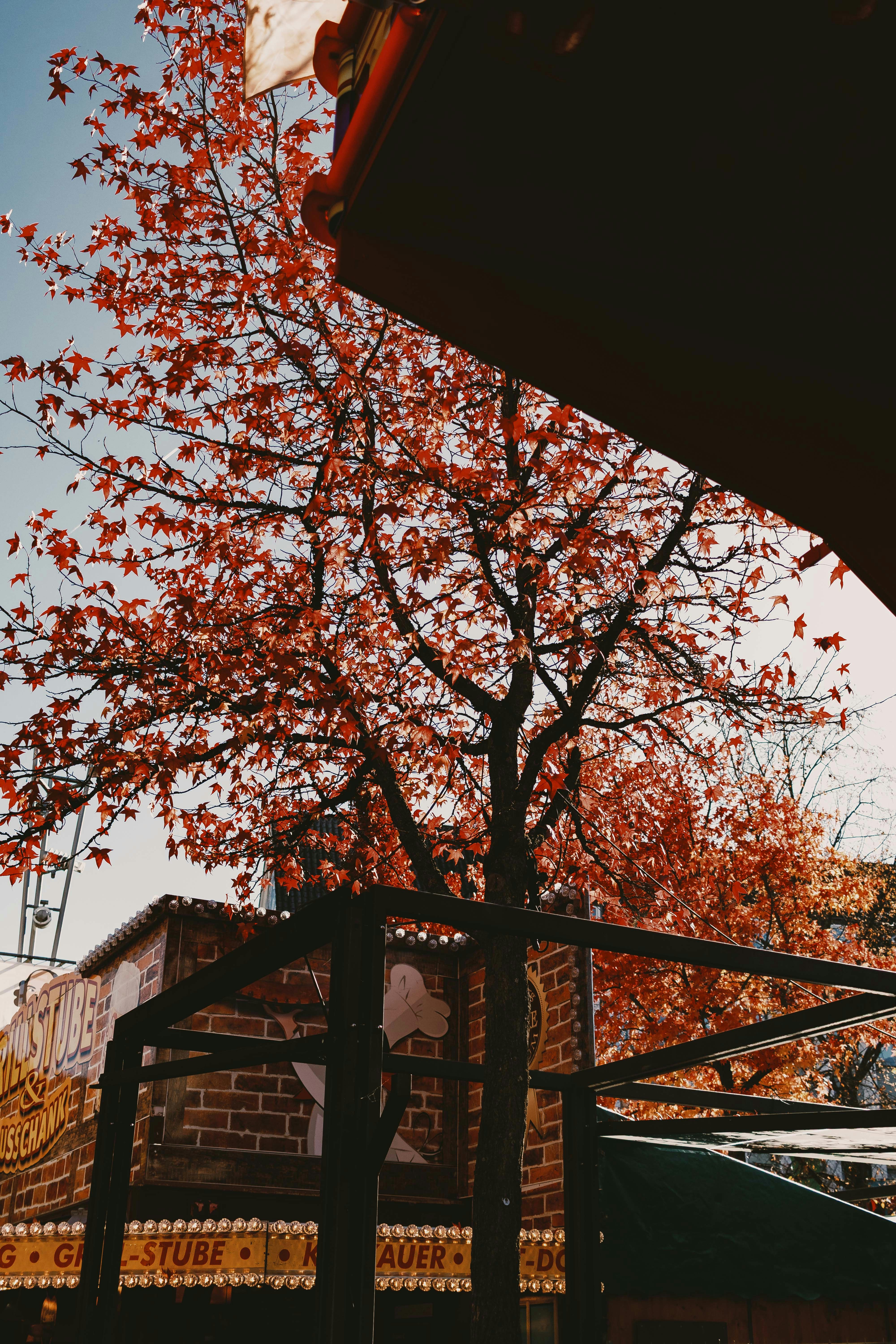Tree with red leaves against a blue sky.