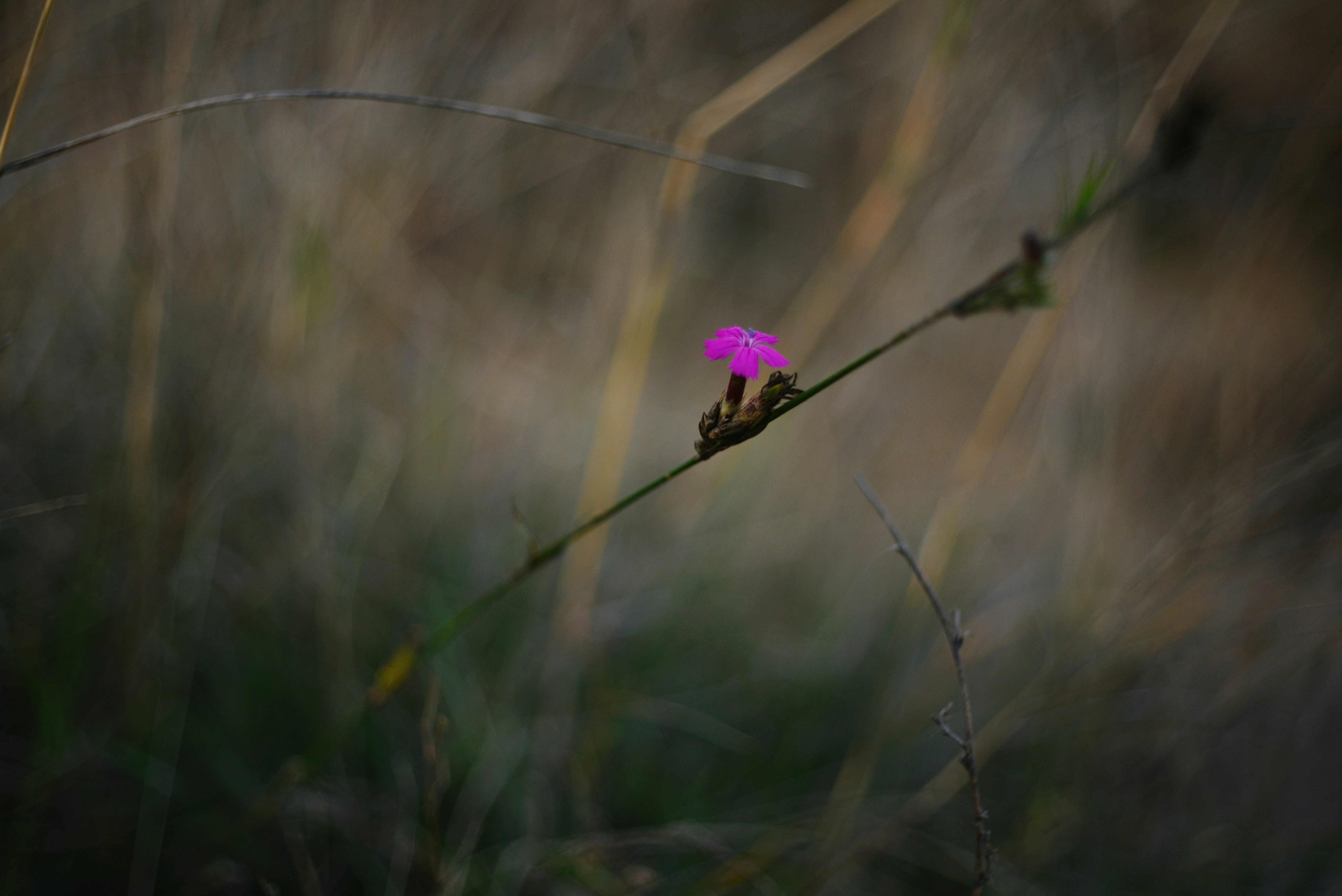 A Singular Bloom Amidst the Wilderness