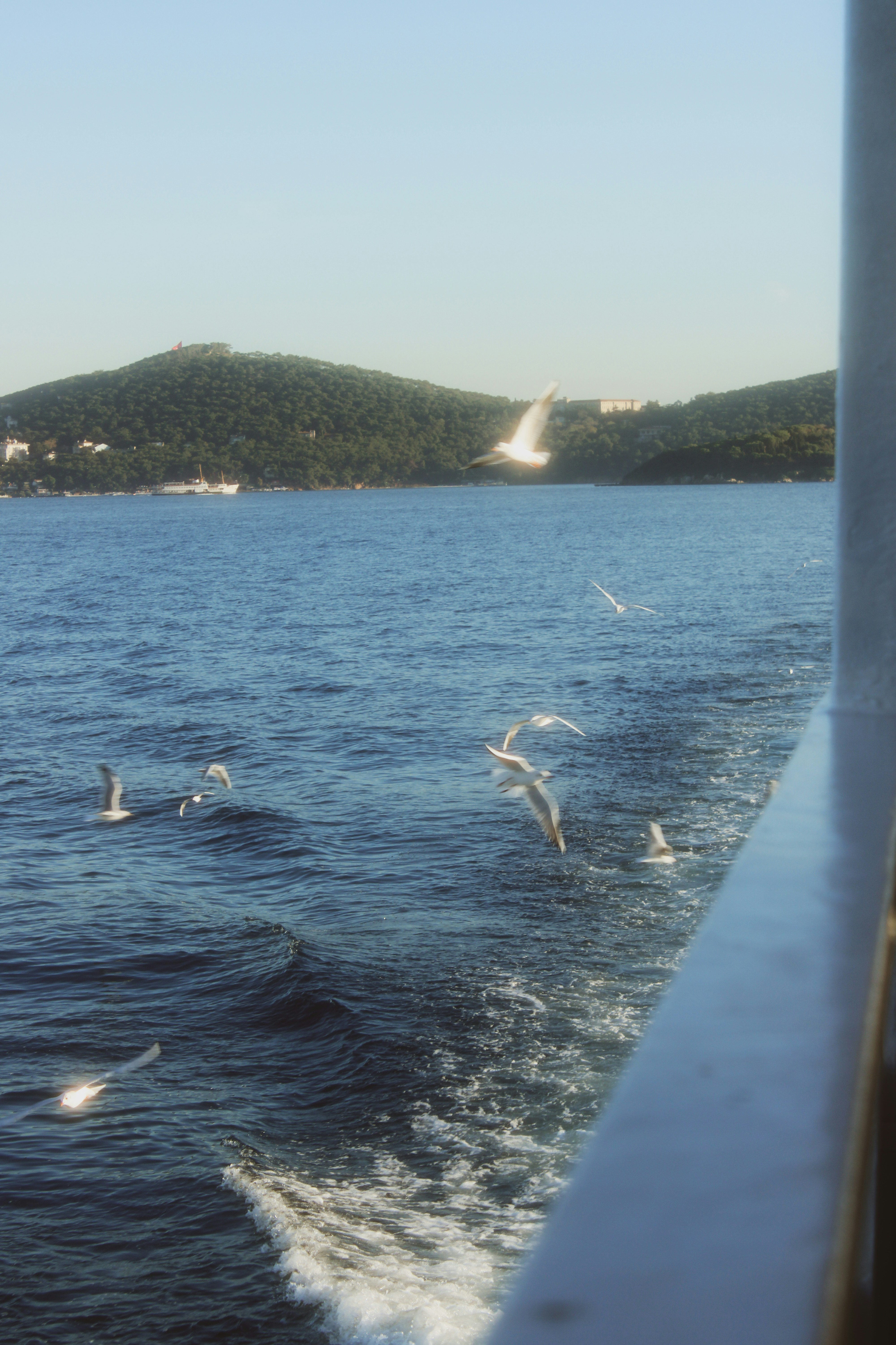 Seagulls flying over the blue ocean water.